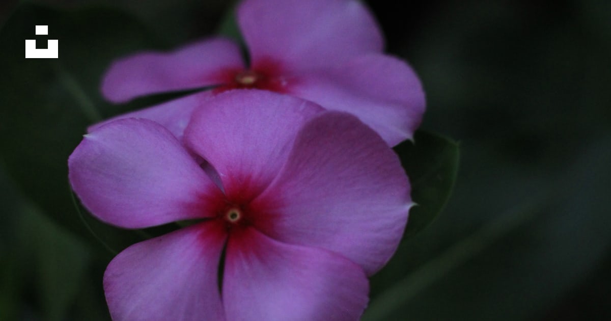Foto Dos Flores Rosadas Con Hojas Verdes En El Fondo Imagen Geranio