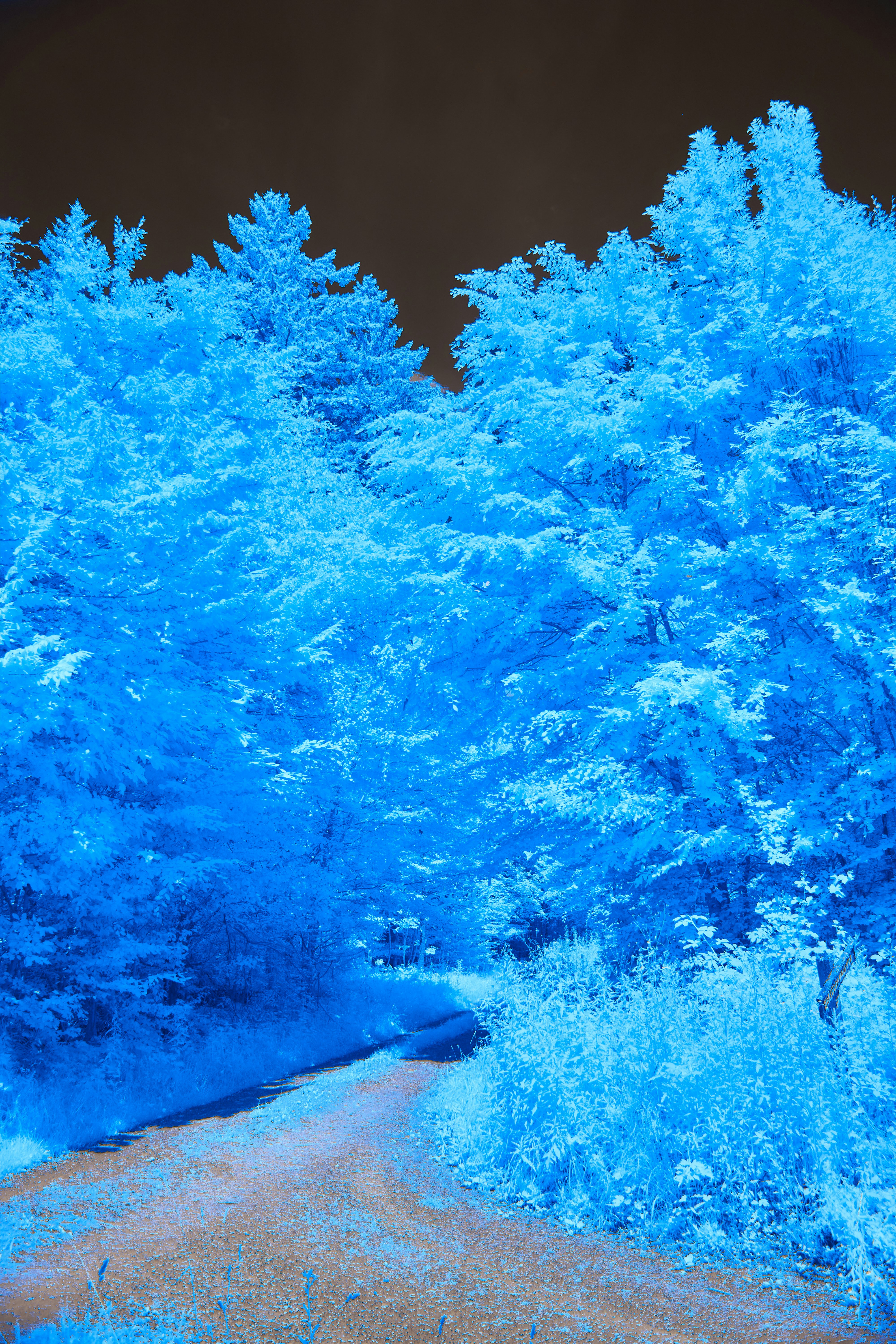 A winding path through vibrant, electric blue trees under a dark sky, creating an otherworldly atmosphere.
