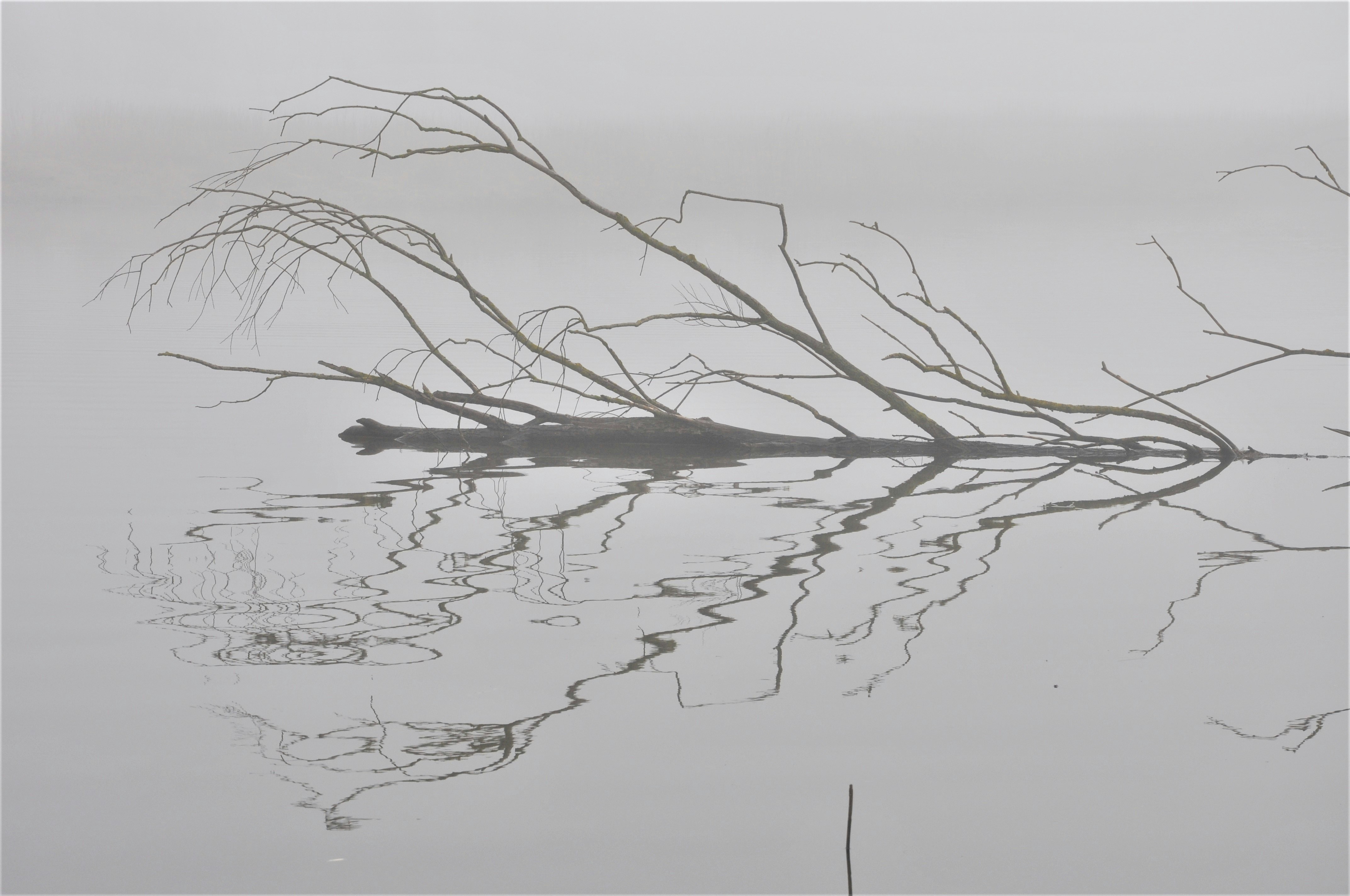 A tree branch sticking out of the water photo – Free Grey Image on Unsplash
