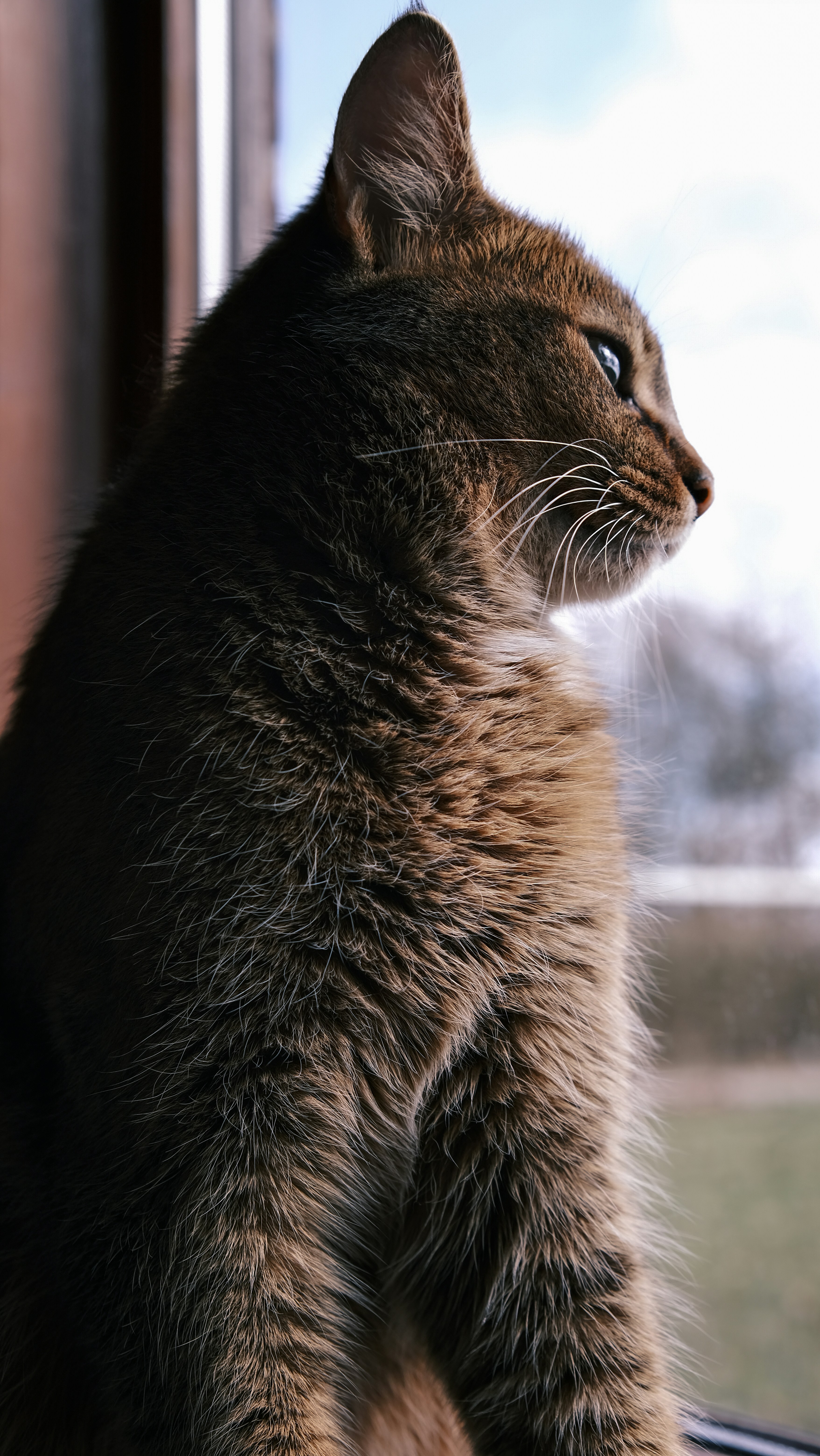 Cat Sitting Up Side View