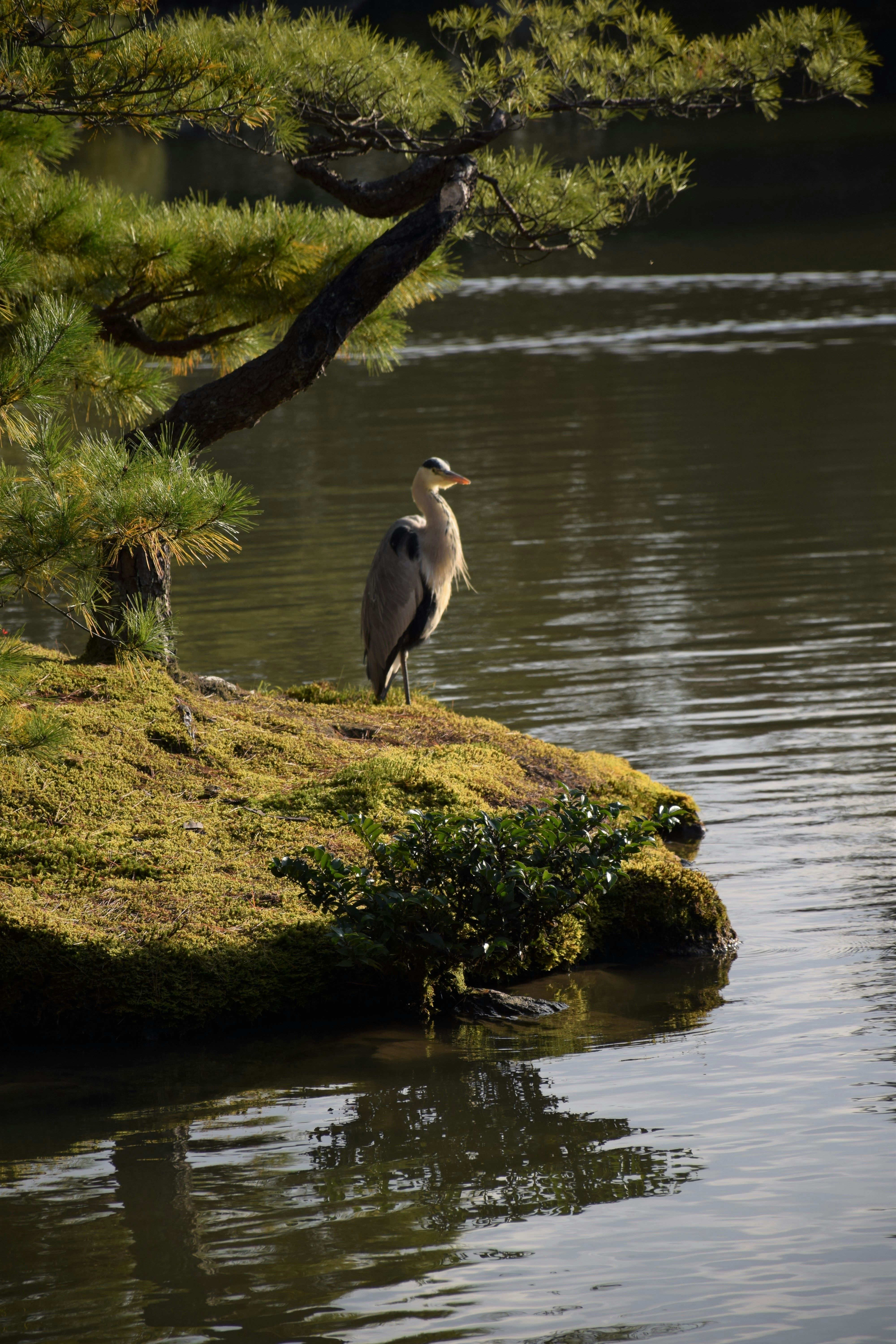 A heron stands poised on a moss-covered rock, surrounded by tranquil waters and lush greenery. The scene captures a moment of stillness in nature.