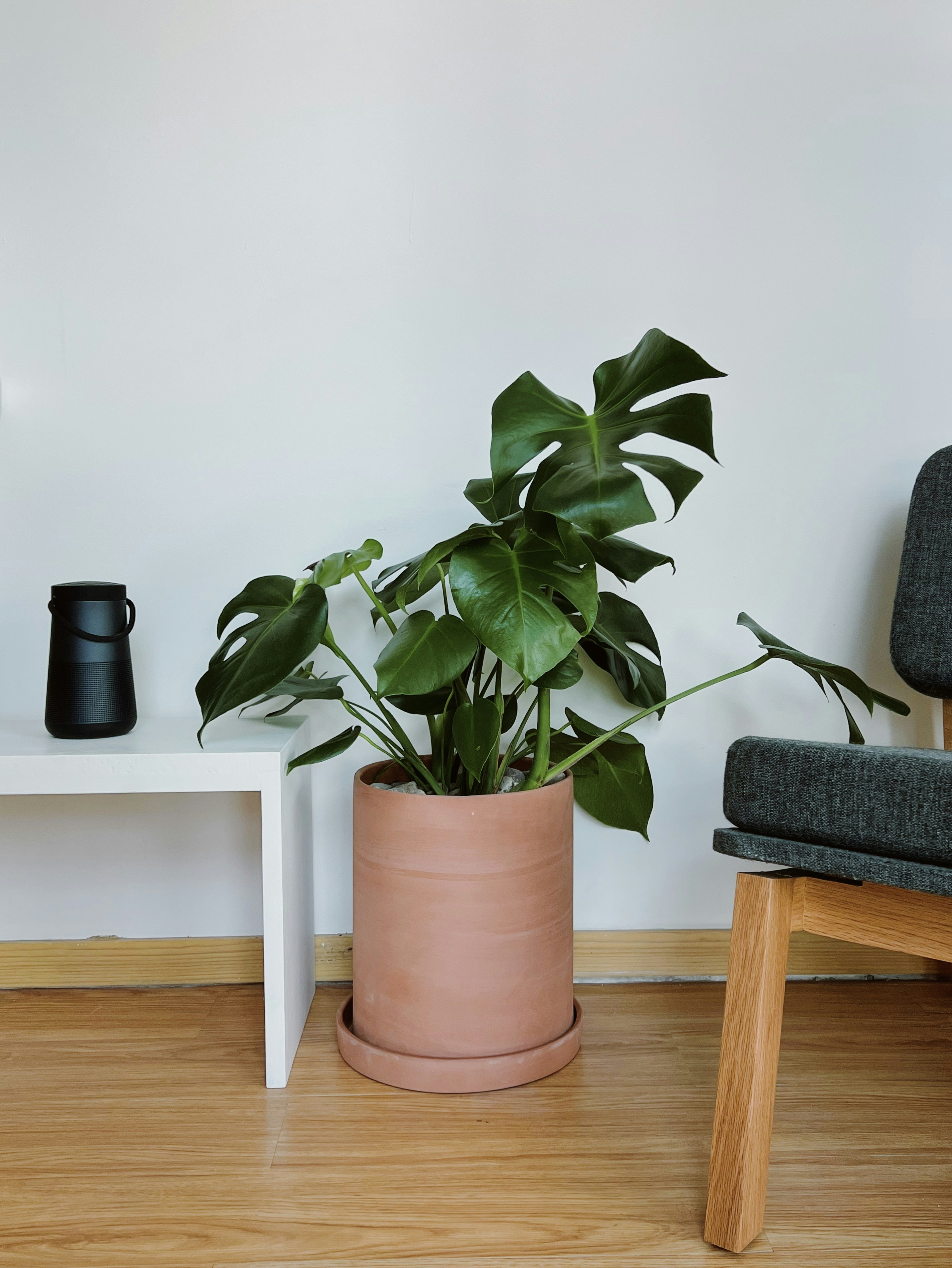 Monstera plant thriving in a terracotta pot beside a sleek black pitcher on a white table, complemented by a modern chair. 