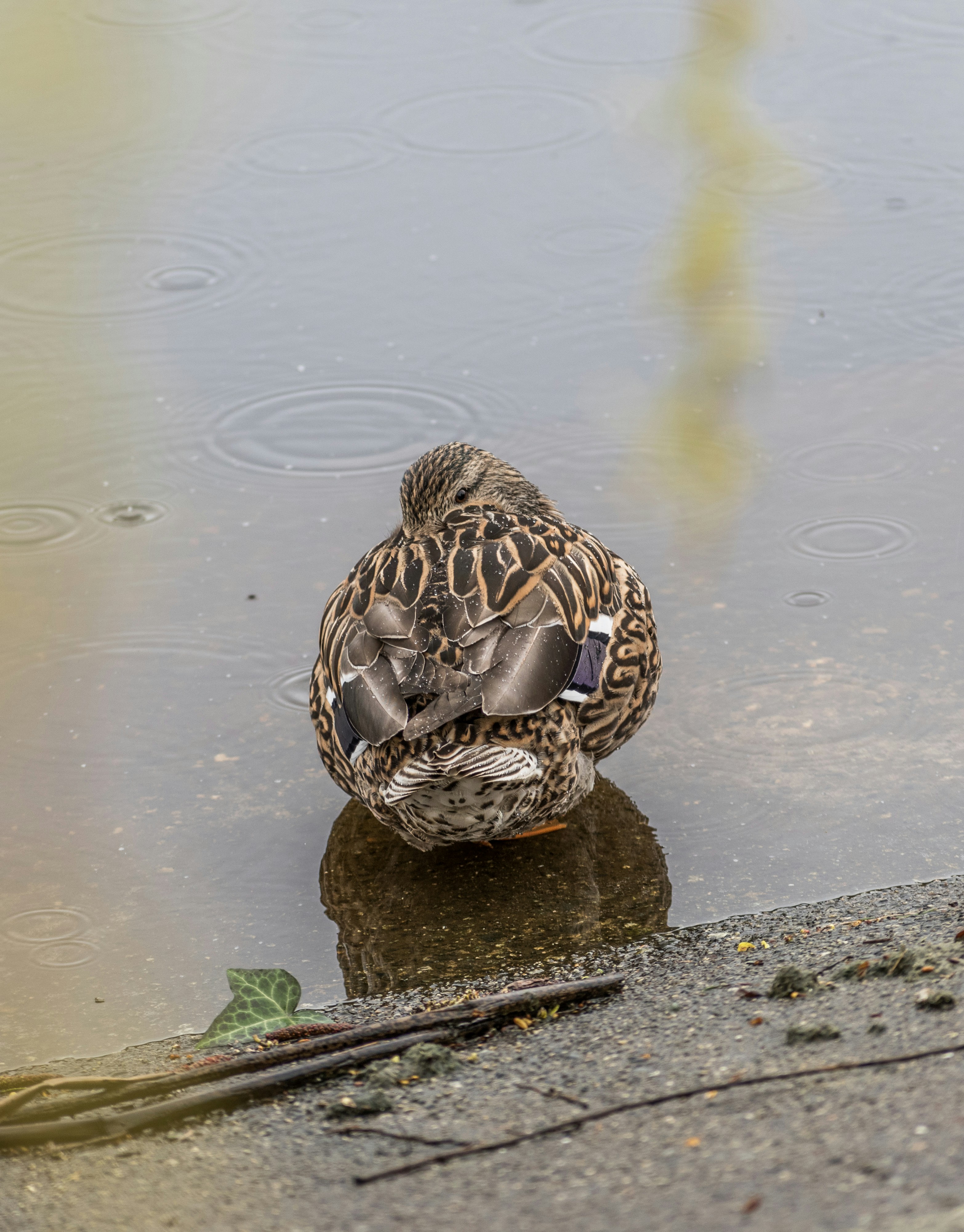 Imágenes de Pico De Tortuga | Descarga imágenes gratuitas en Unsplash