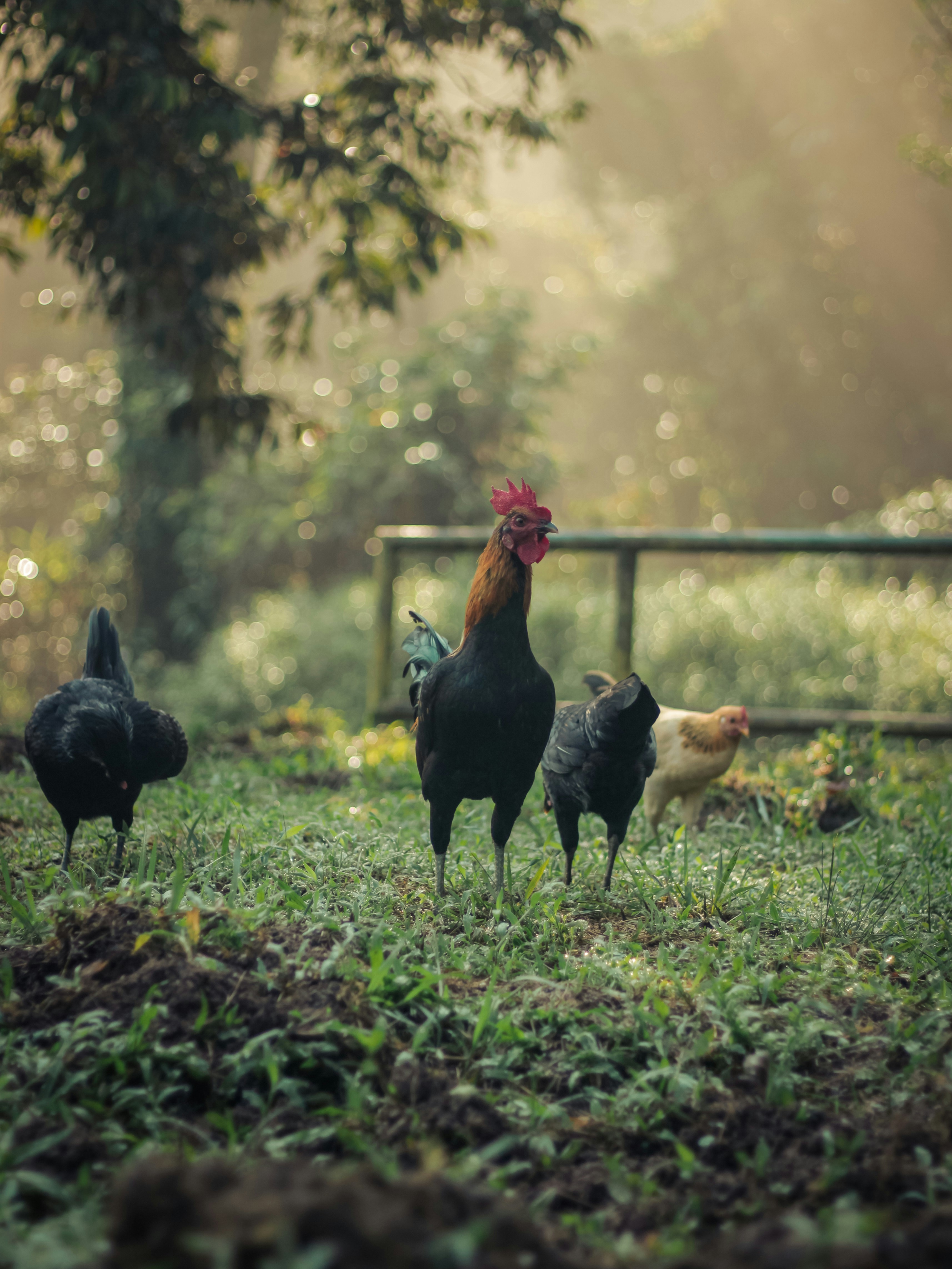 Rooster in Dappled Morning Light