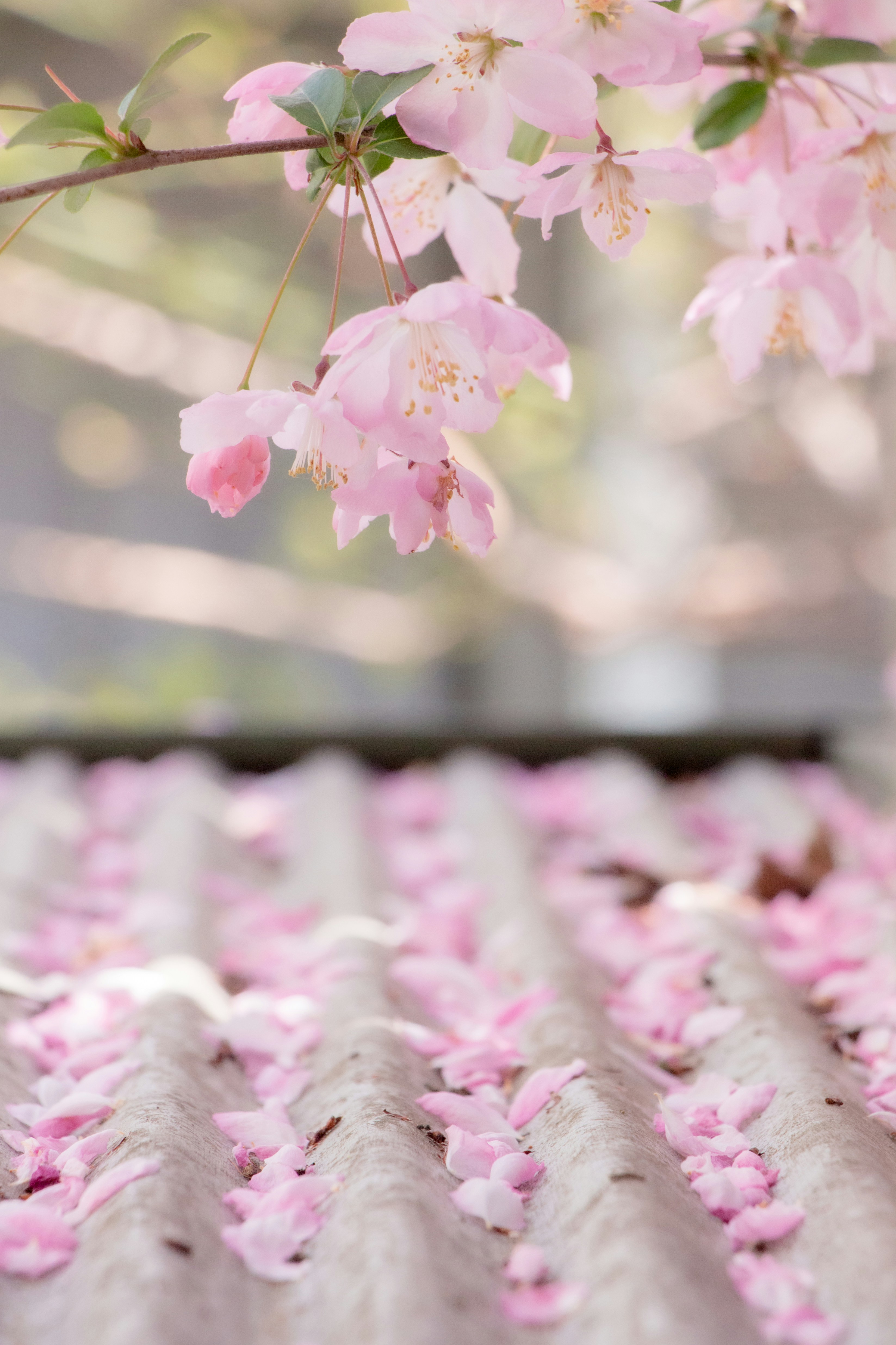 Cherry Blossom Bellied by Soft Spring Light
