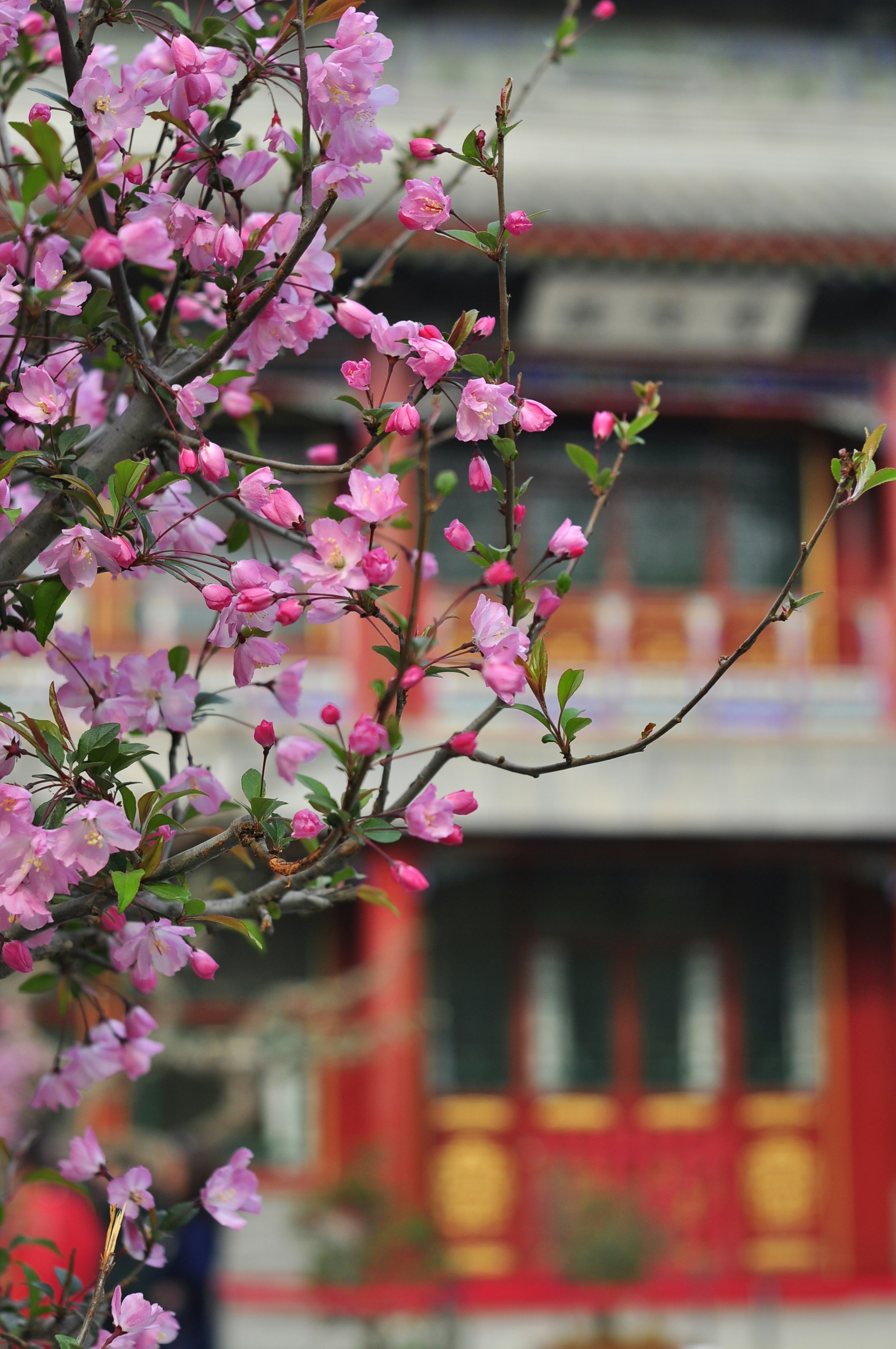 a tree with pink flowers in front of a building