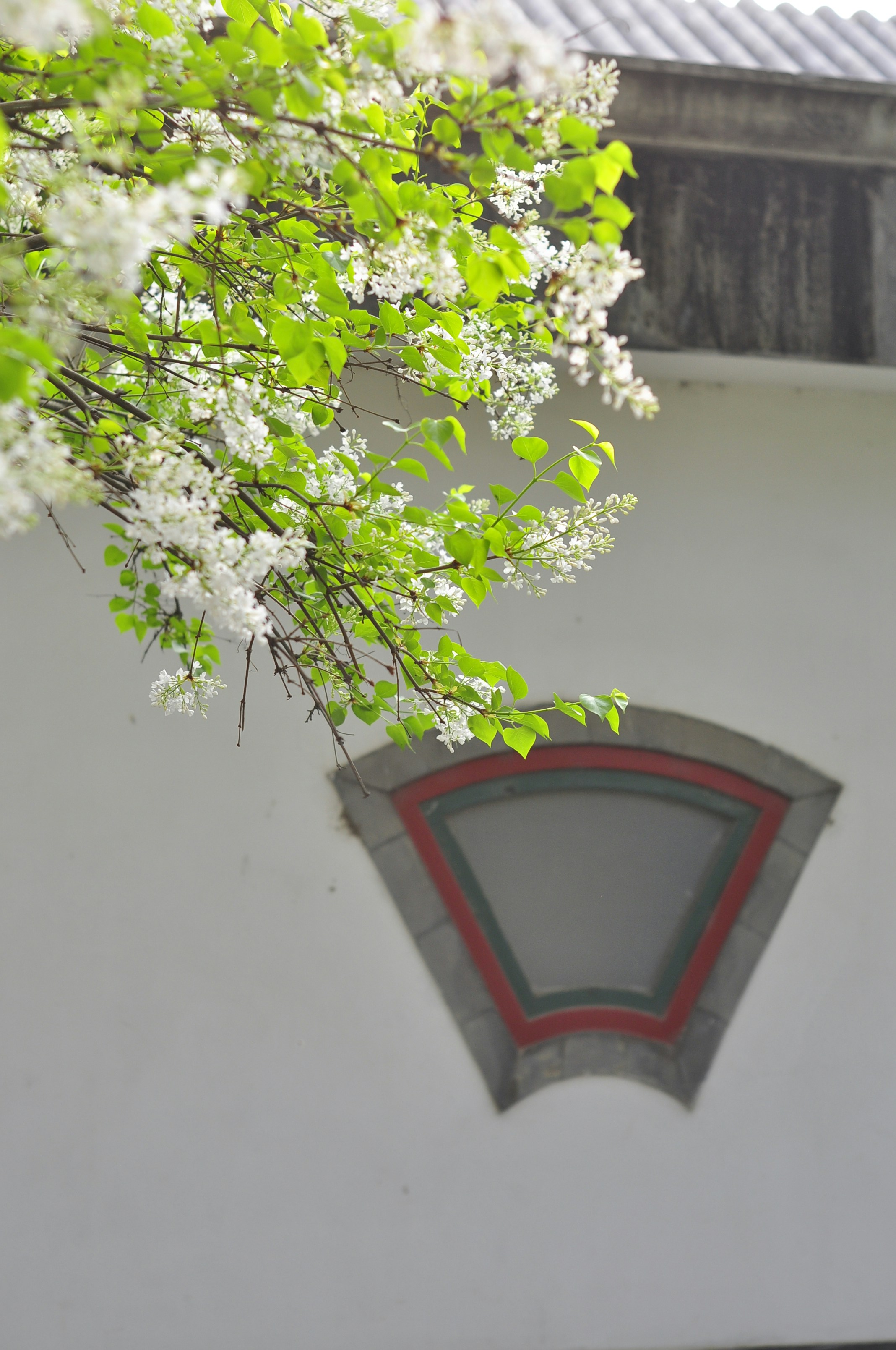 Delicate white blossoms and vibrant green leaves frame a uniquely shaped window on a white wall, showcasing the harmony between nature and design.