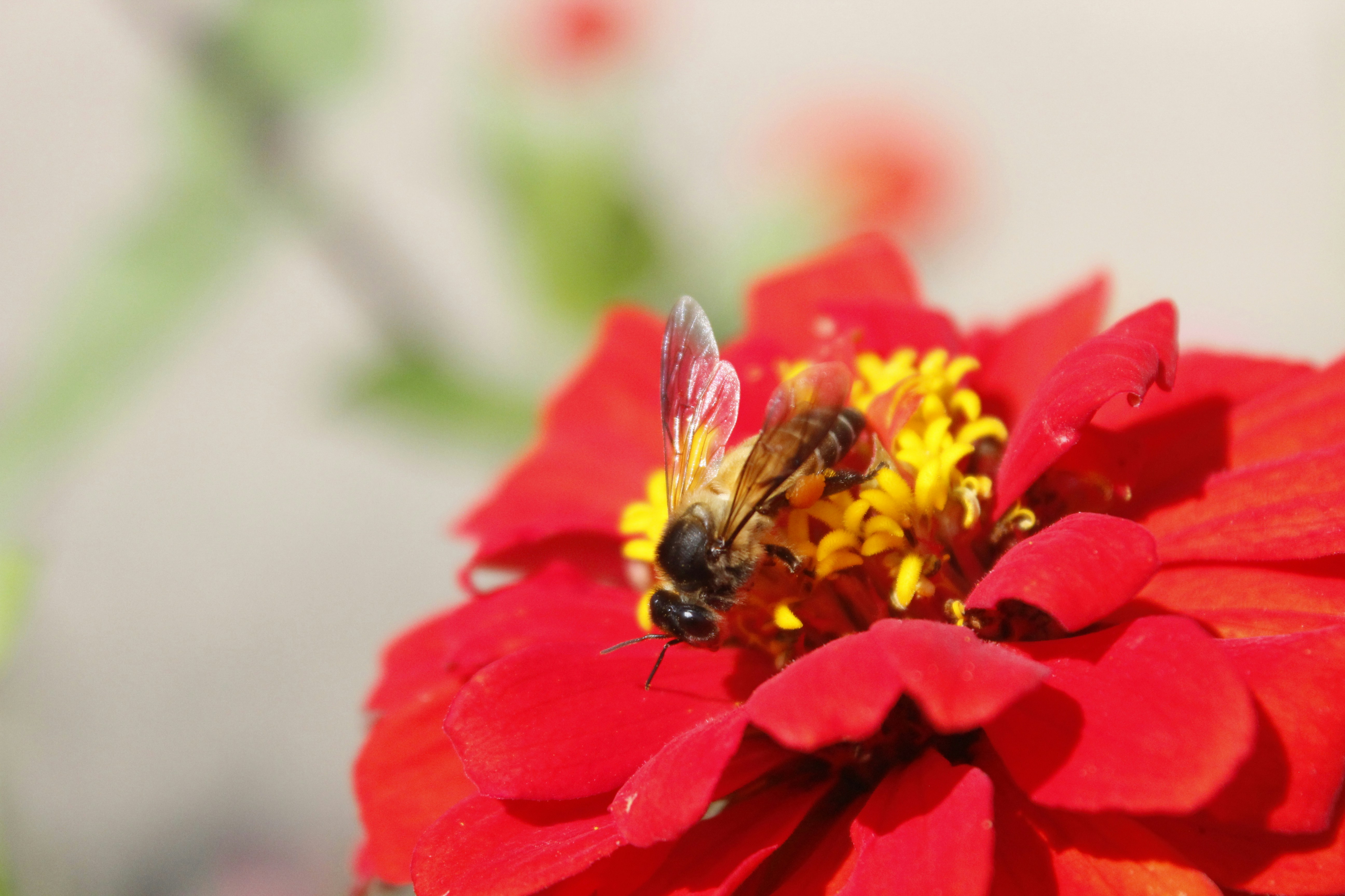 a bee sitting on top of a red flower