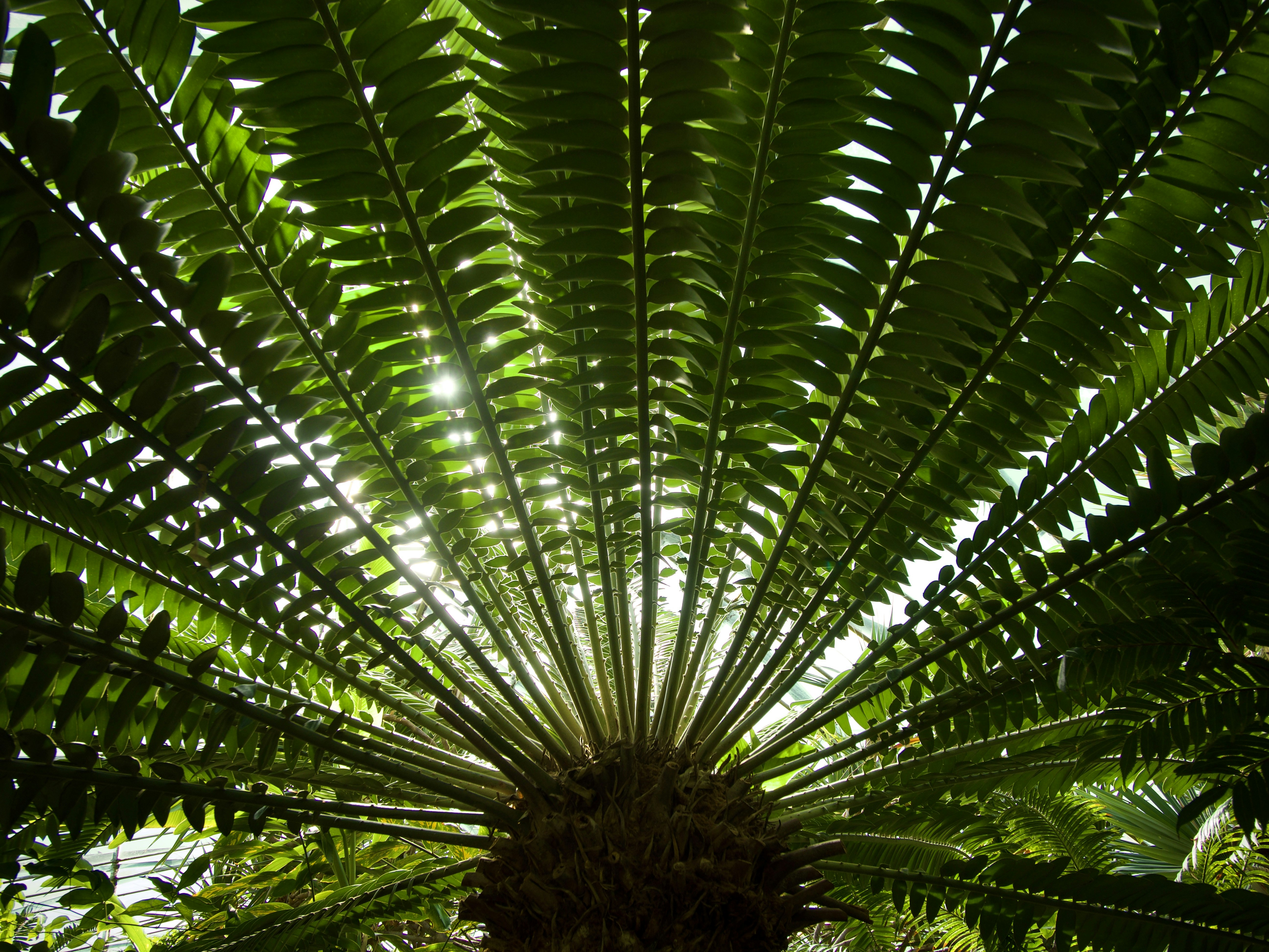 Sunlit Radial Crown: A Fern Frond's Quiet Symmetry