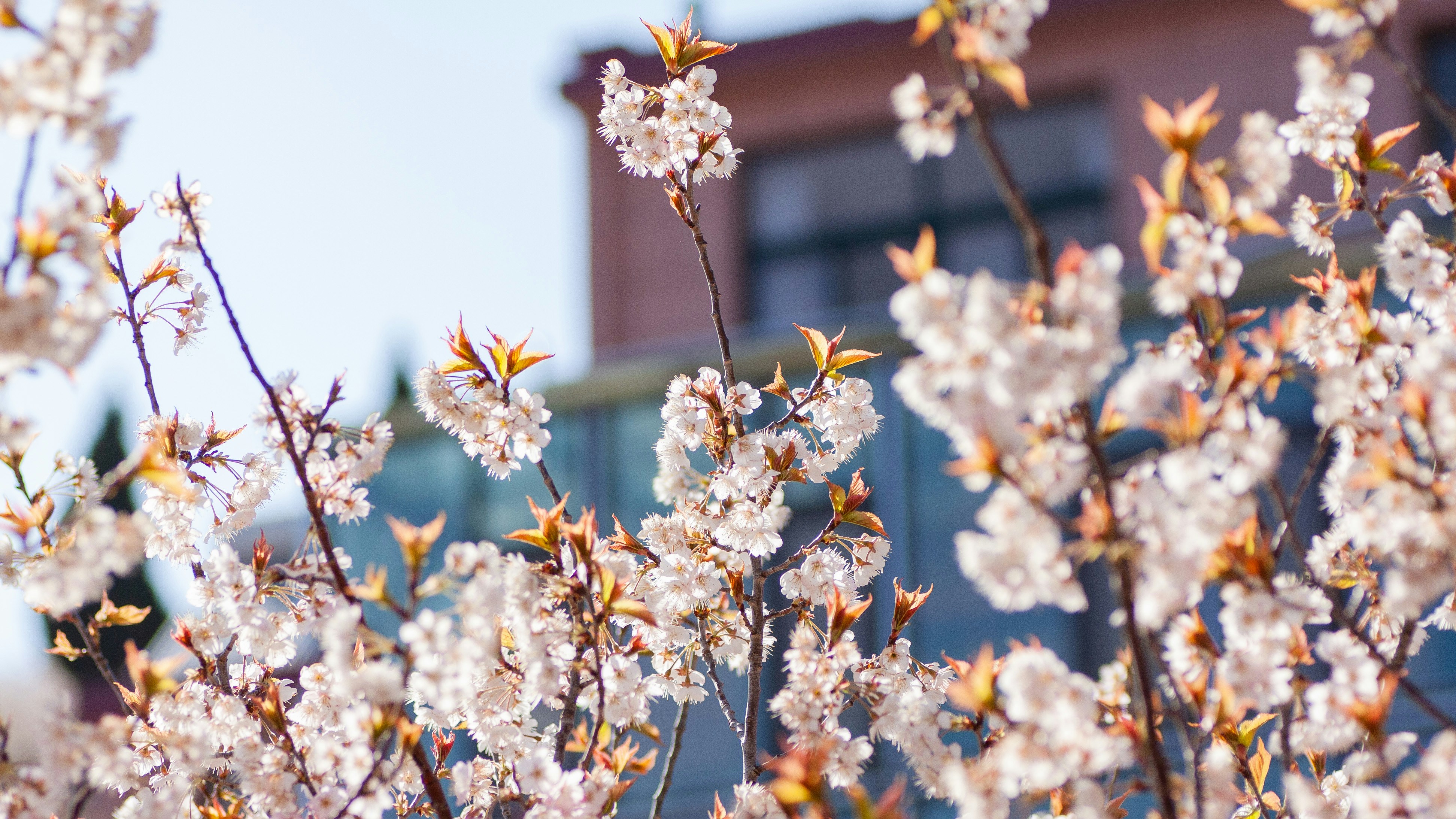 Delicate cherry blossoms in full bloom with a blurred urban building in the background.