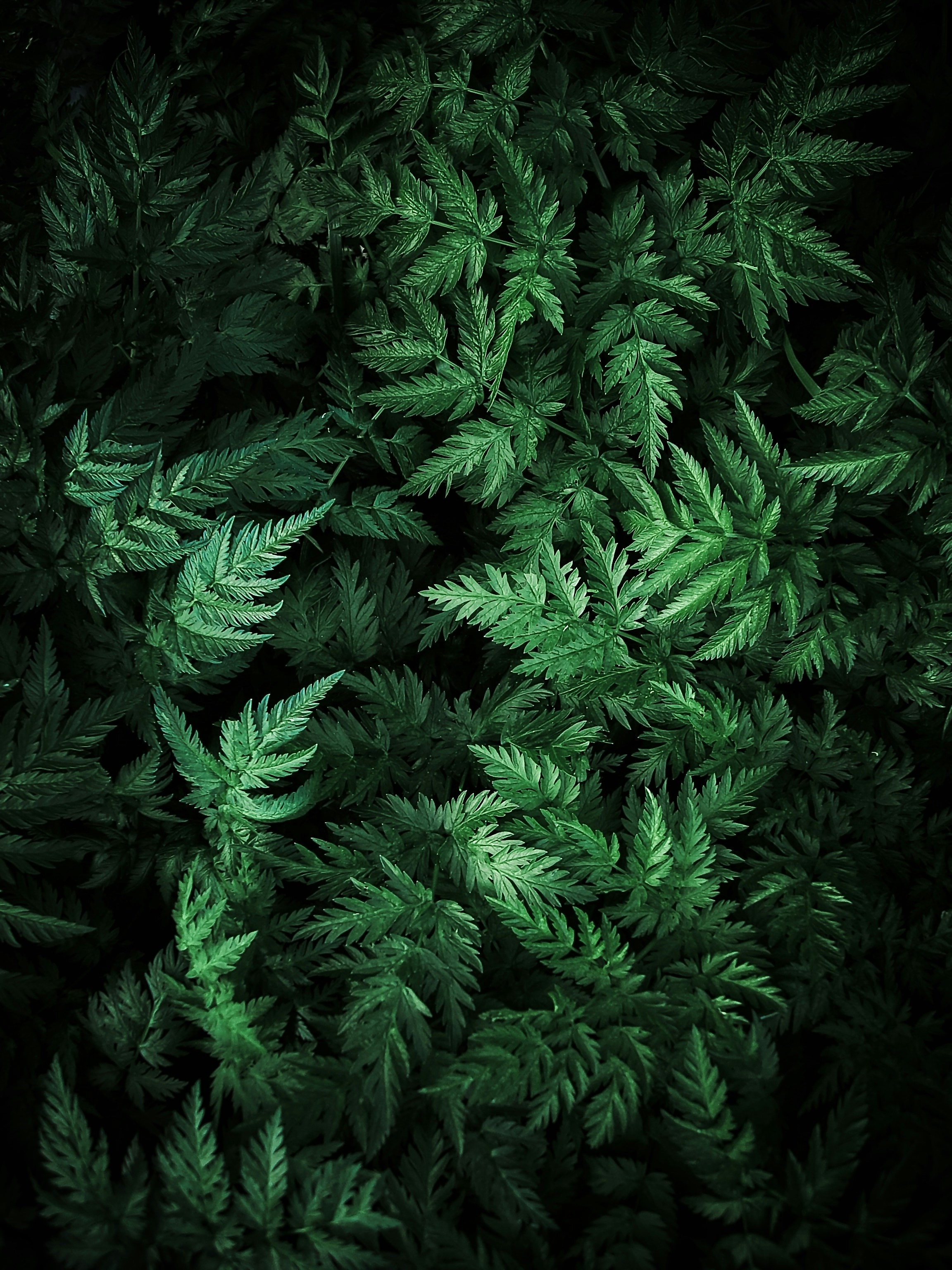 Images de Fond De Texture Verte | Téléchargez des images gratuites sur ...