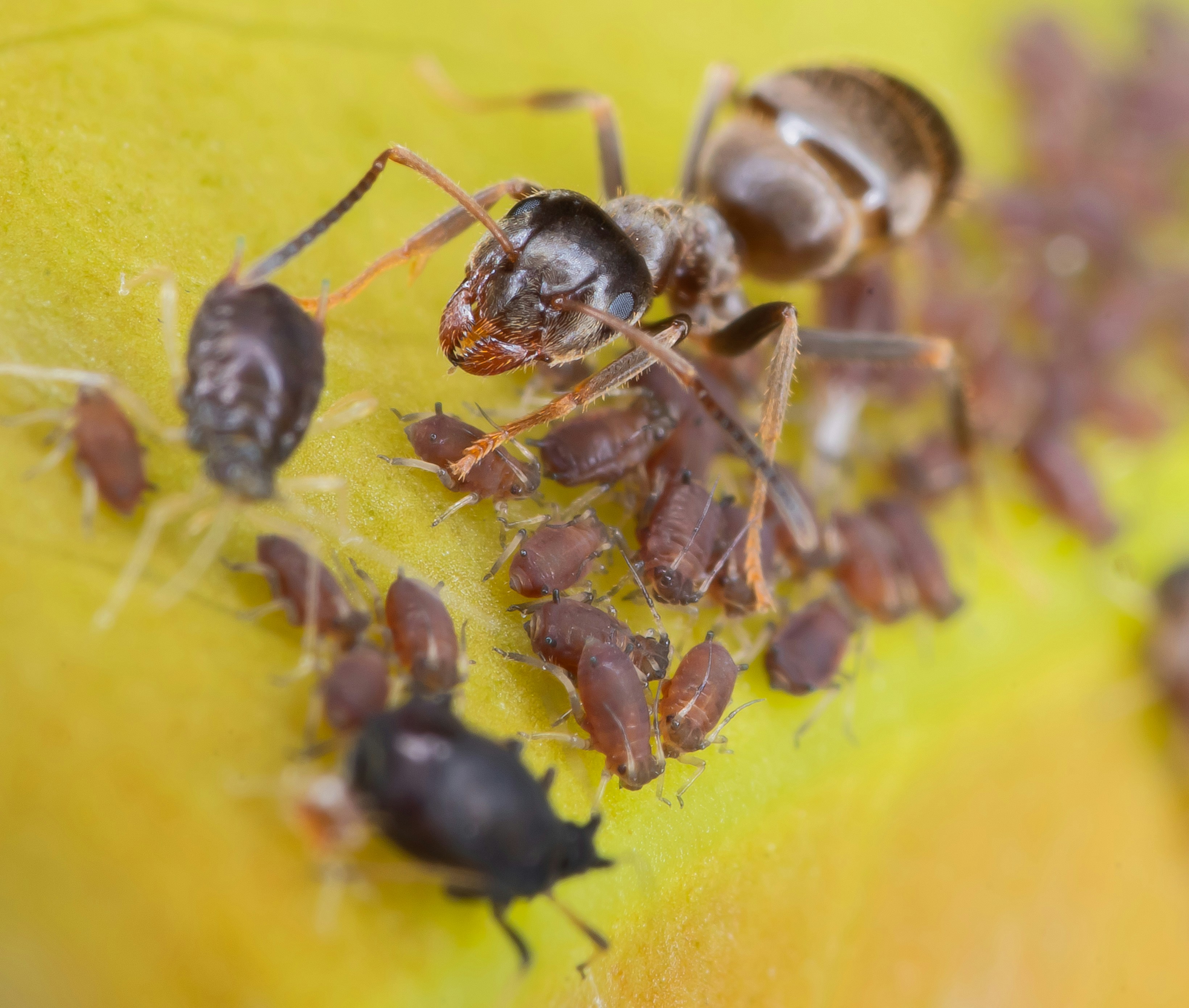A close up of a group of bugs on a banana photo – Free Ant Image on ...