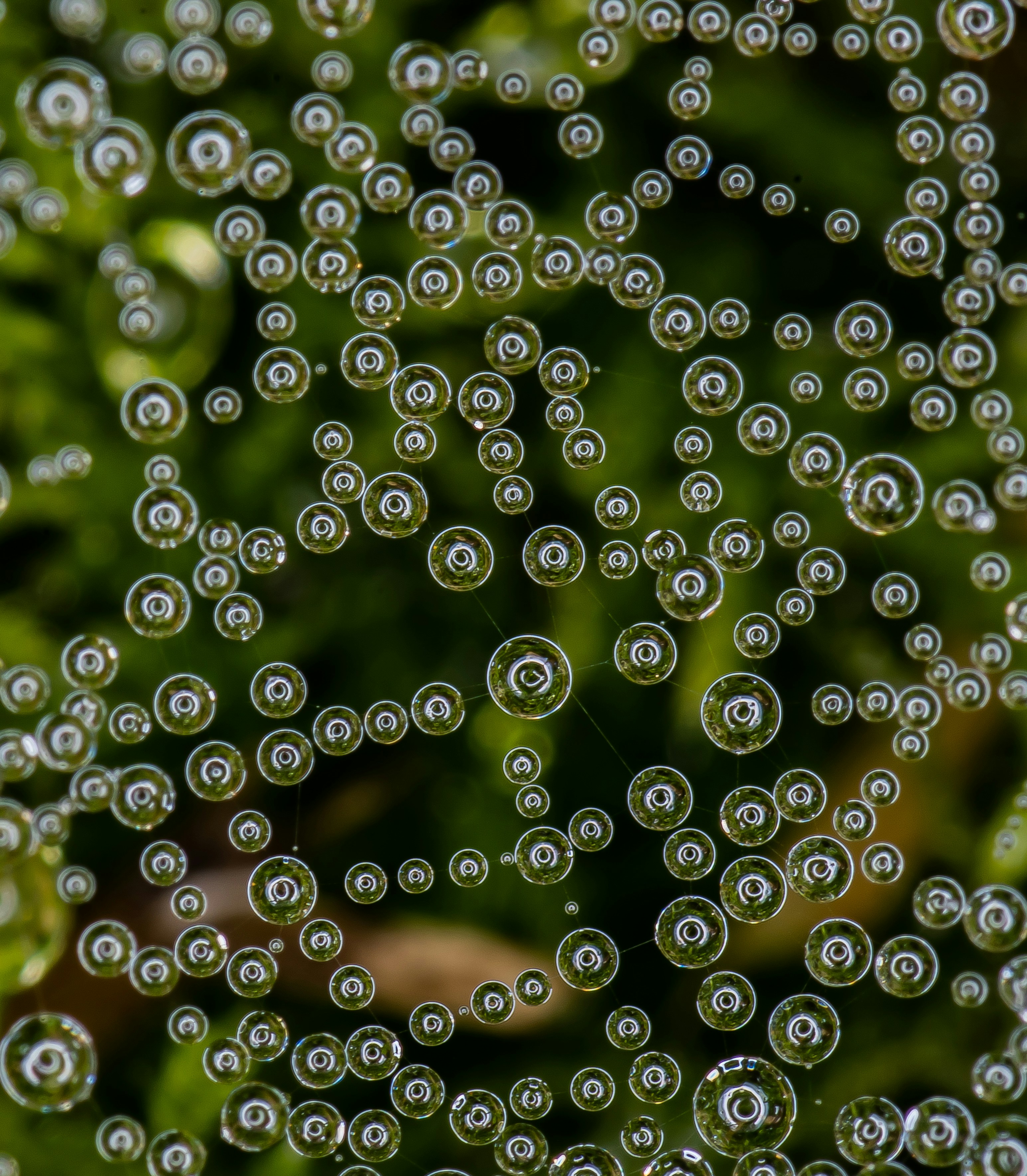 Nature's Crystal Network