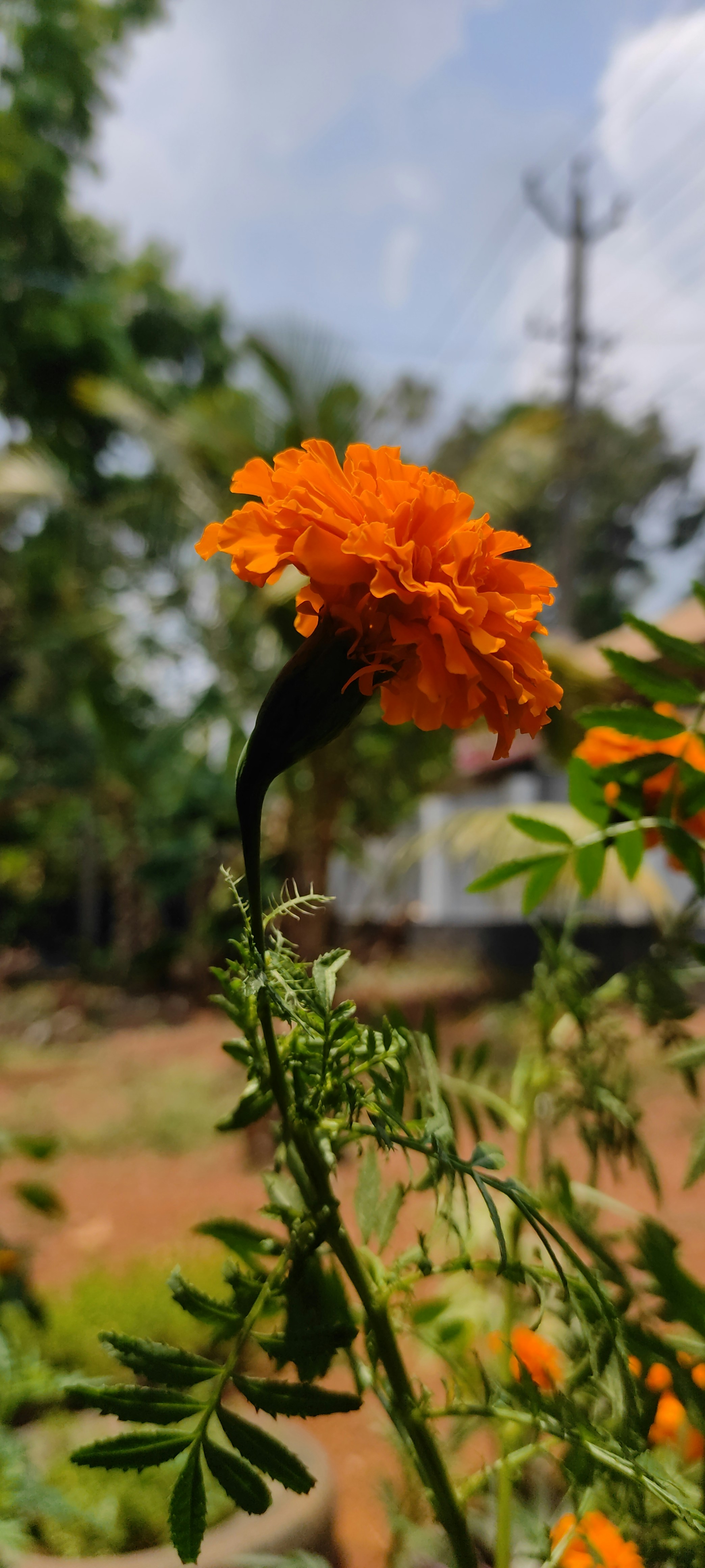 a close up of an orange flower in a field