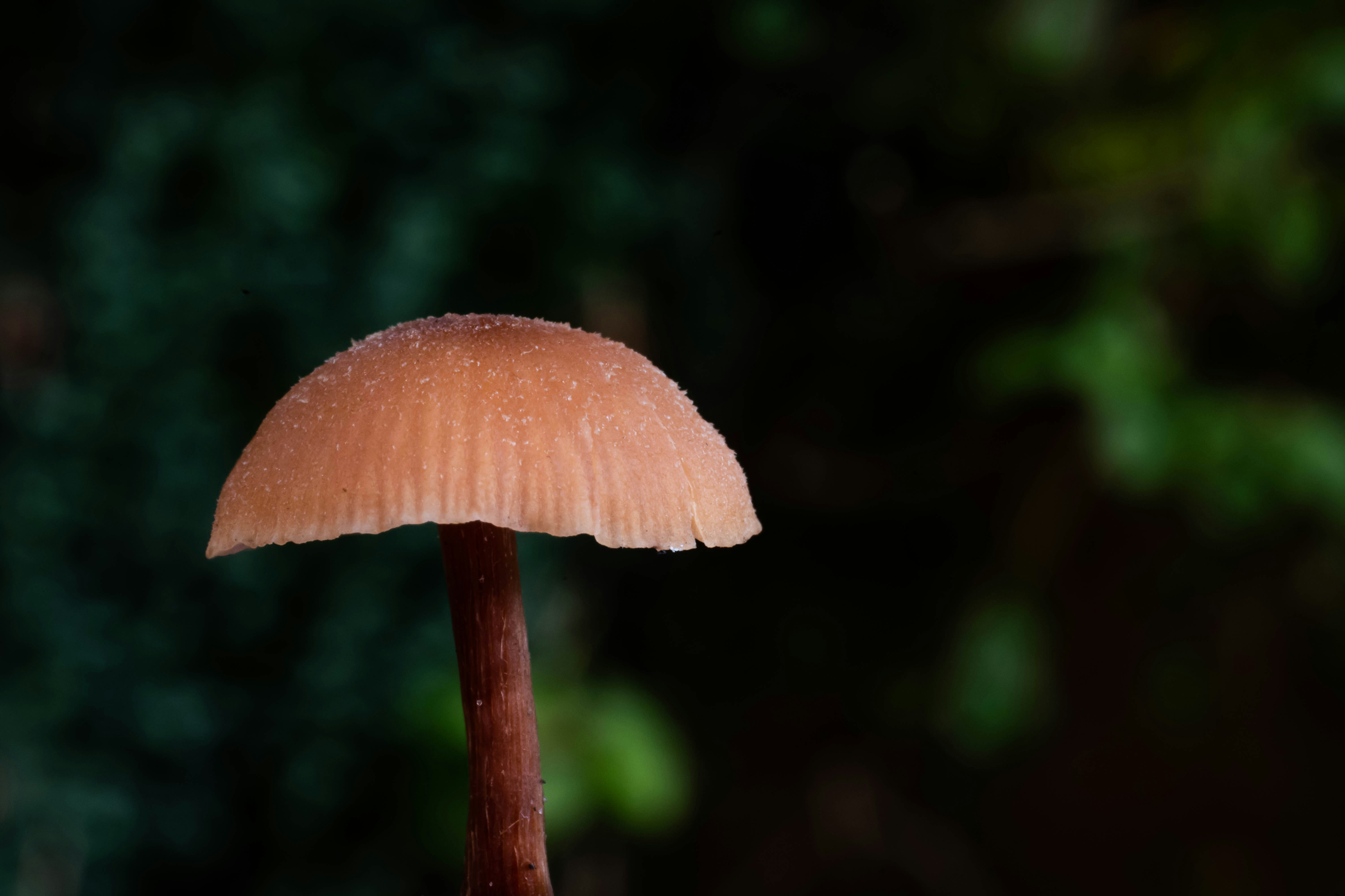 Dew-Kissed Mushroom on a Moody Green Stage