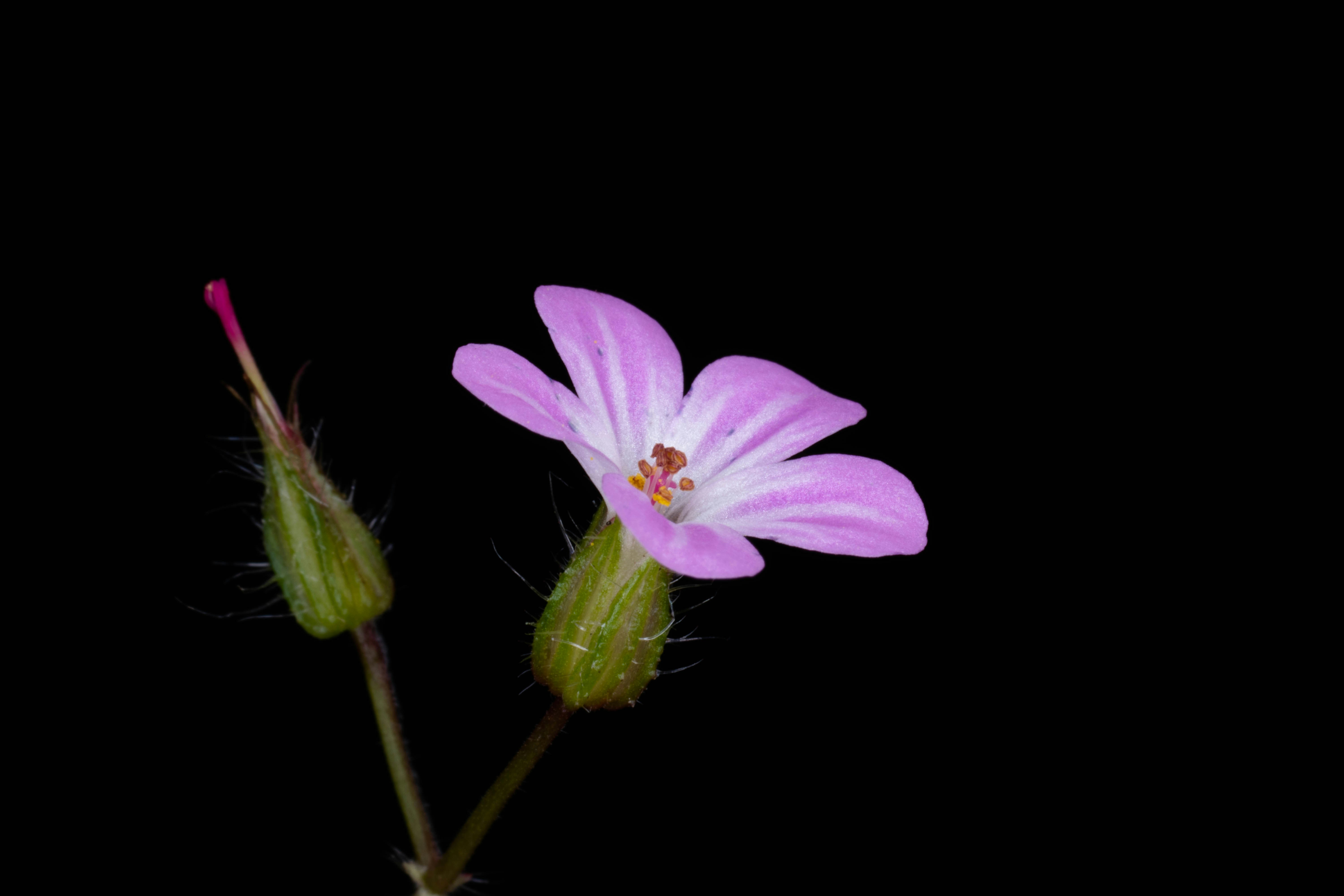 Pink wildflower bloom in stark black
