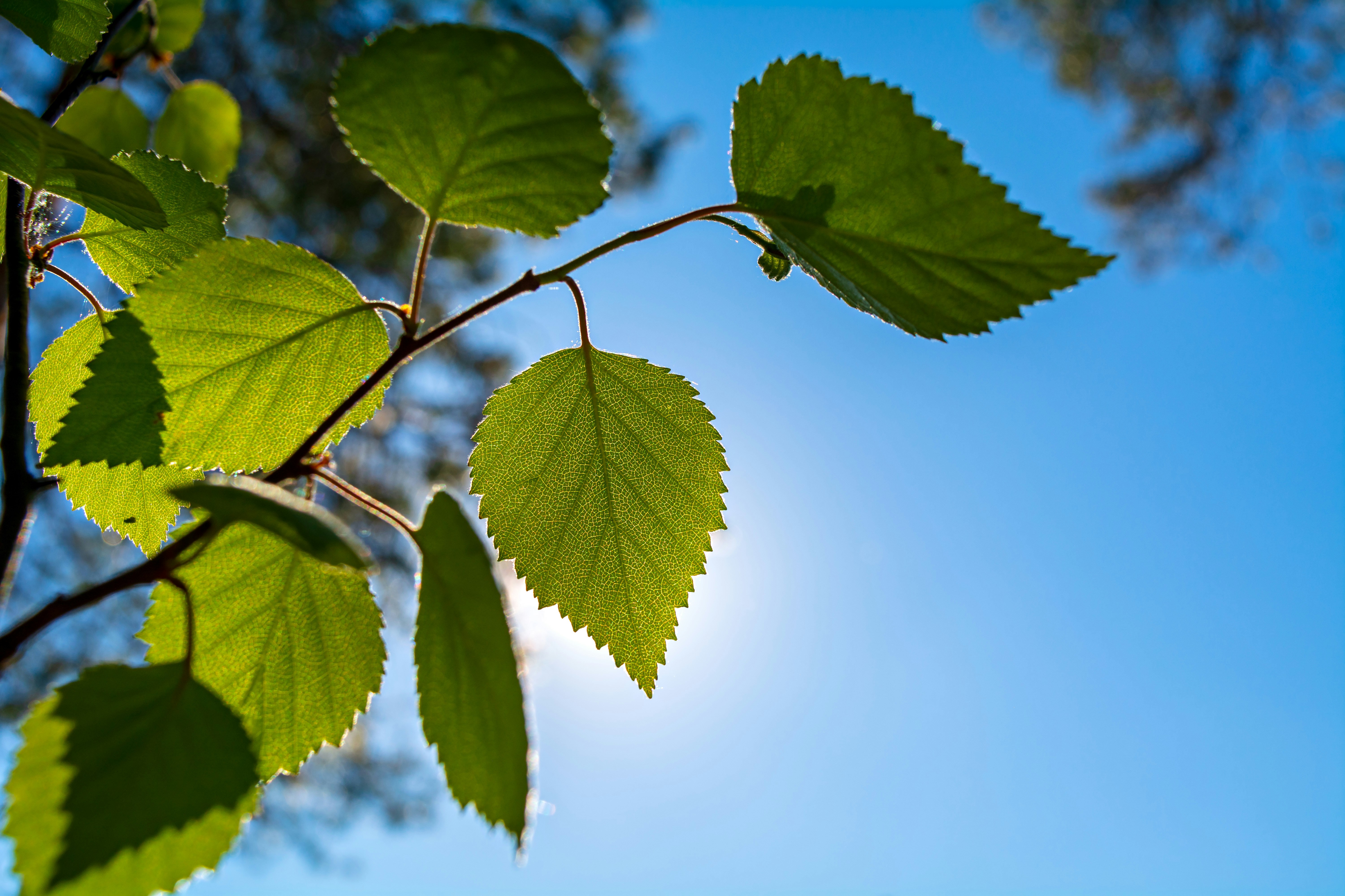 Sunlit green leaves gently swaying against a clear blue sky, showcasing the vibrant interplay of nature and light.