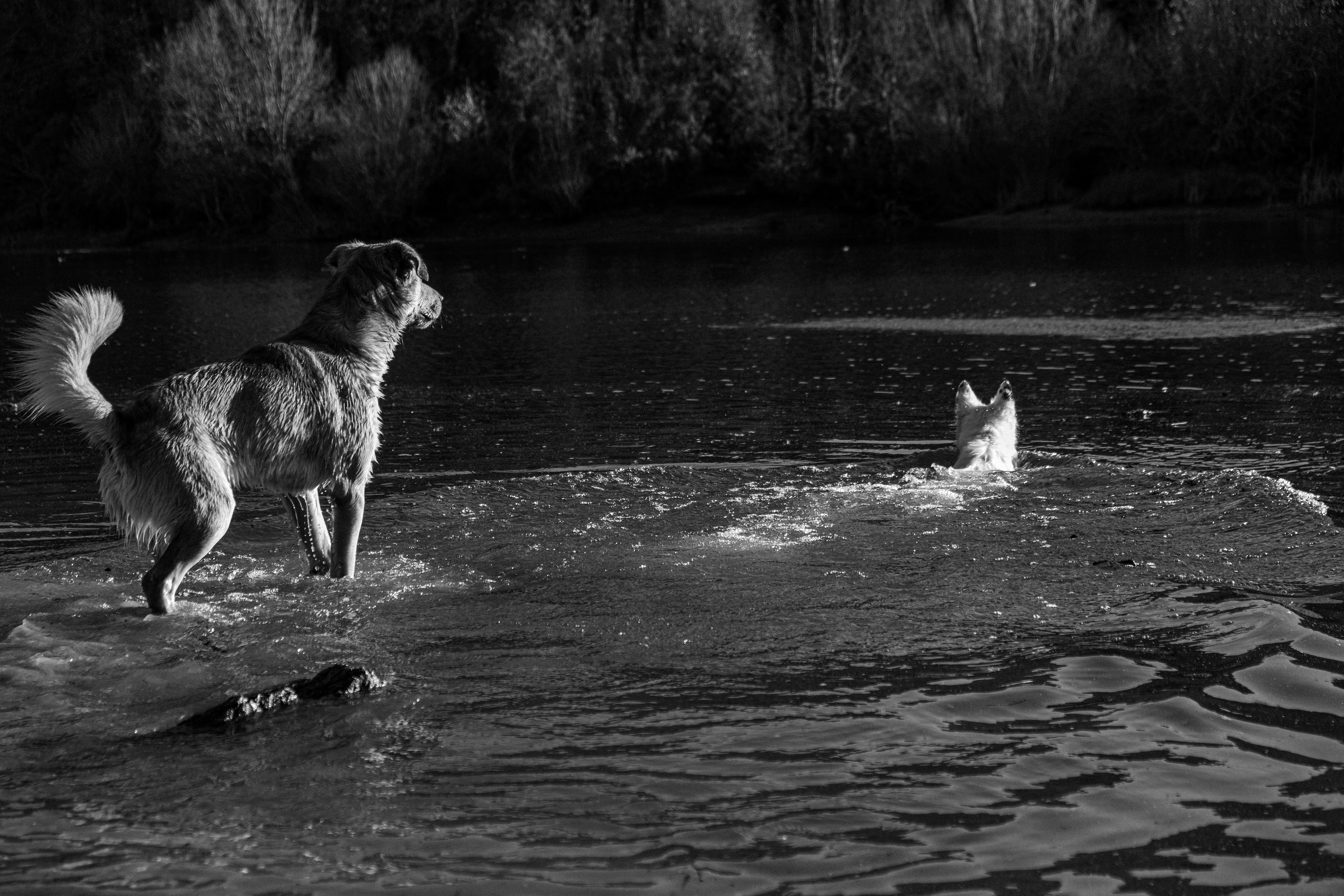 Riverbank Vigil: A Retriever Tracks a Splash
