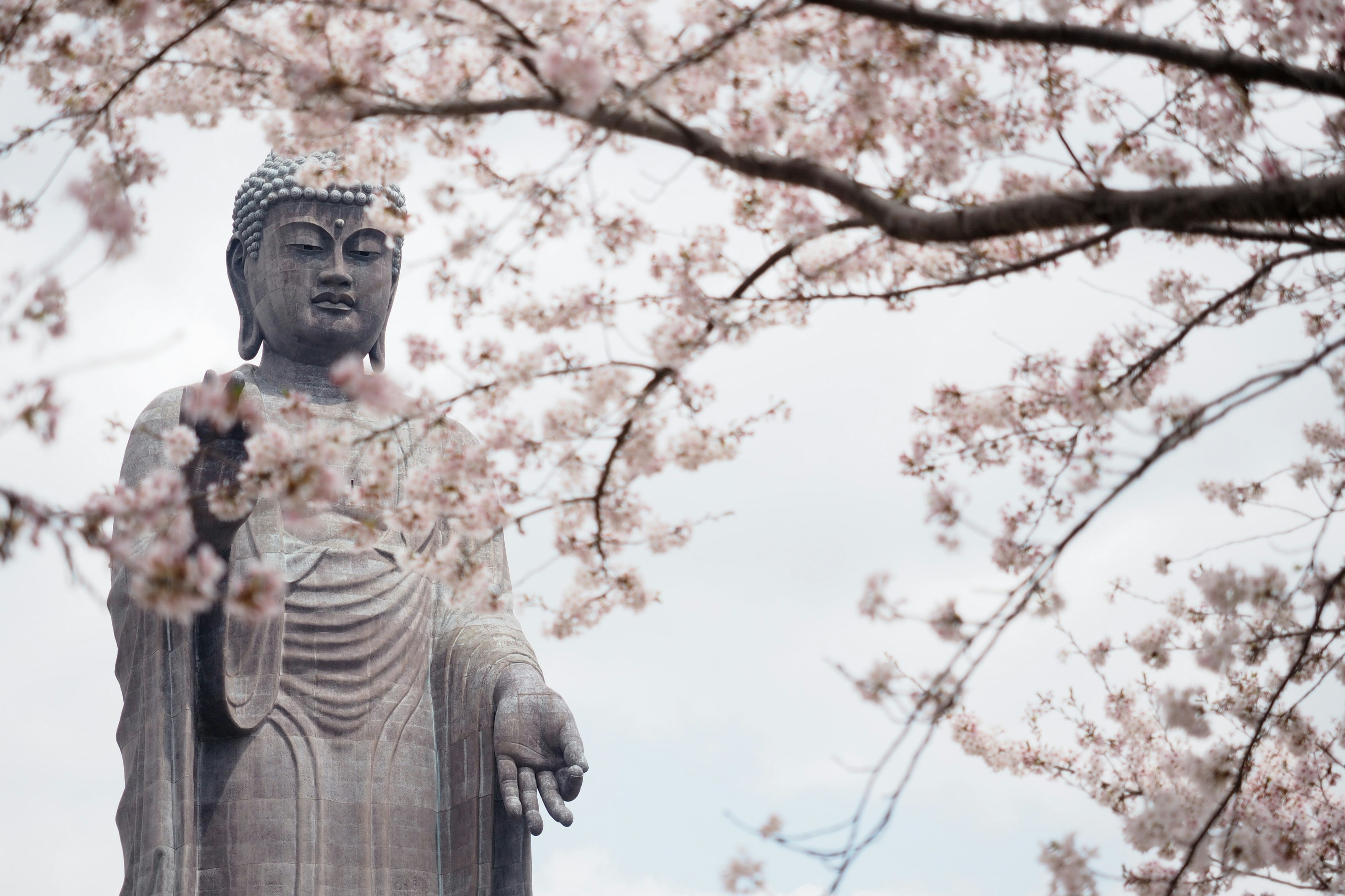 Buddha statue surrounded by delicate cherry blossoms, conveying a sense of peace and tranquility.