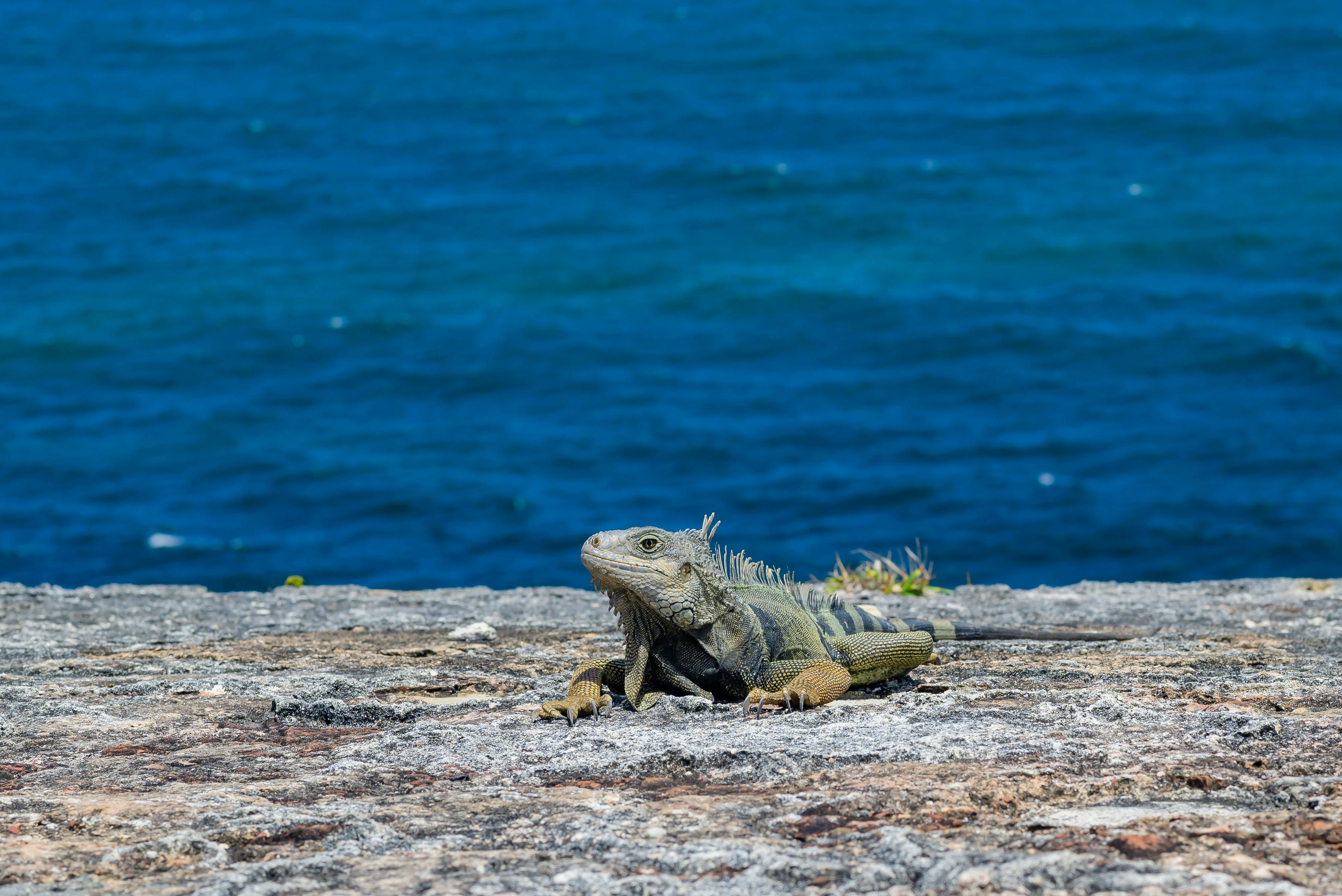 Foto Una iguana sentada en una roca junto al océano – Imagen Puerto ...