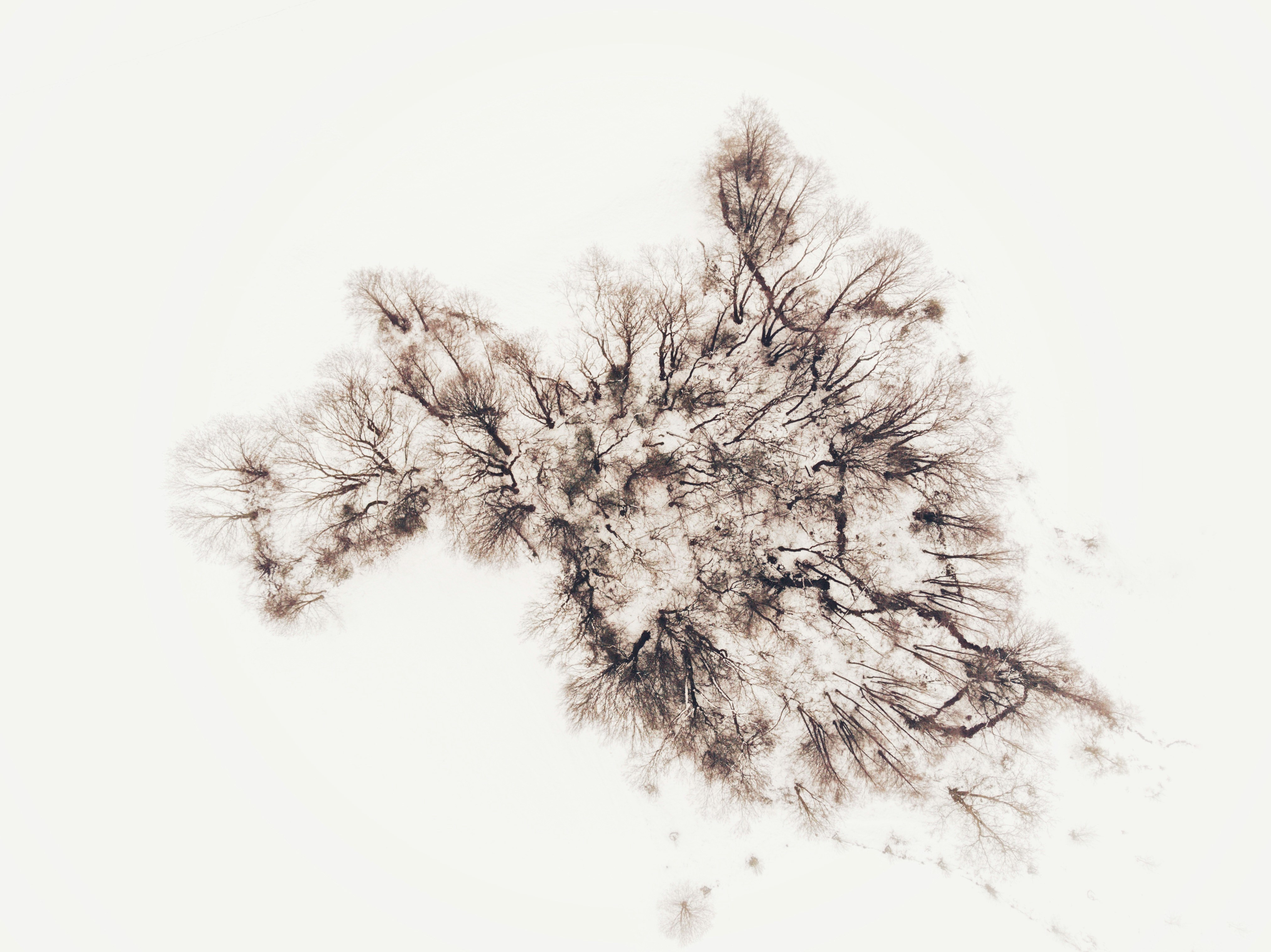 An aerial view of a group of trees photo – Free Birkenau Image on Unsplash