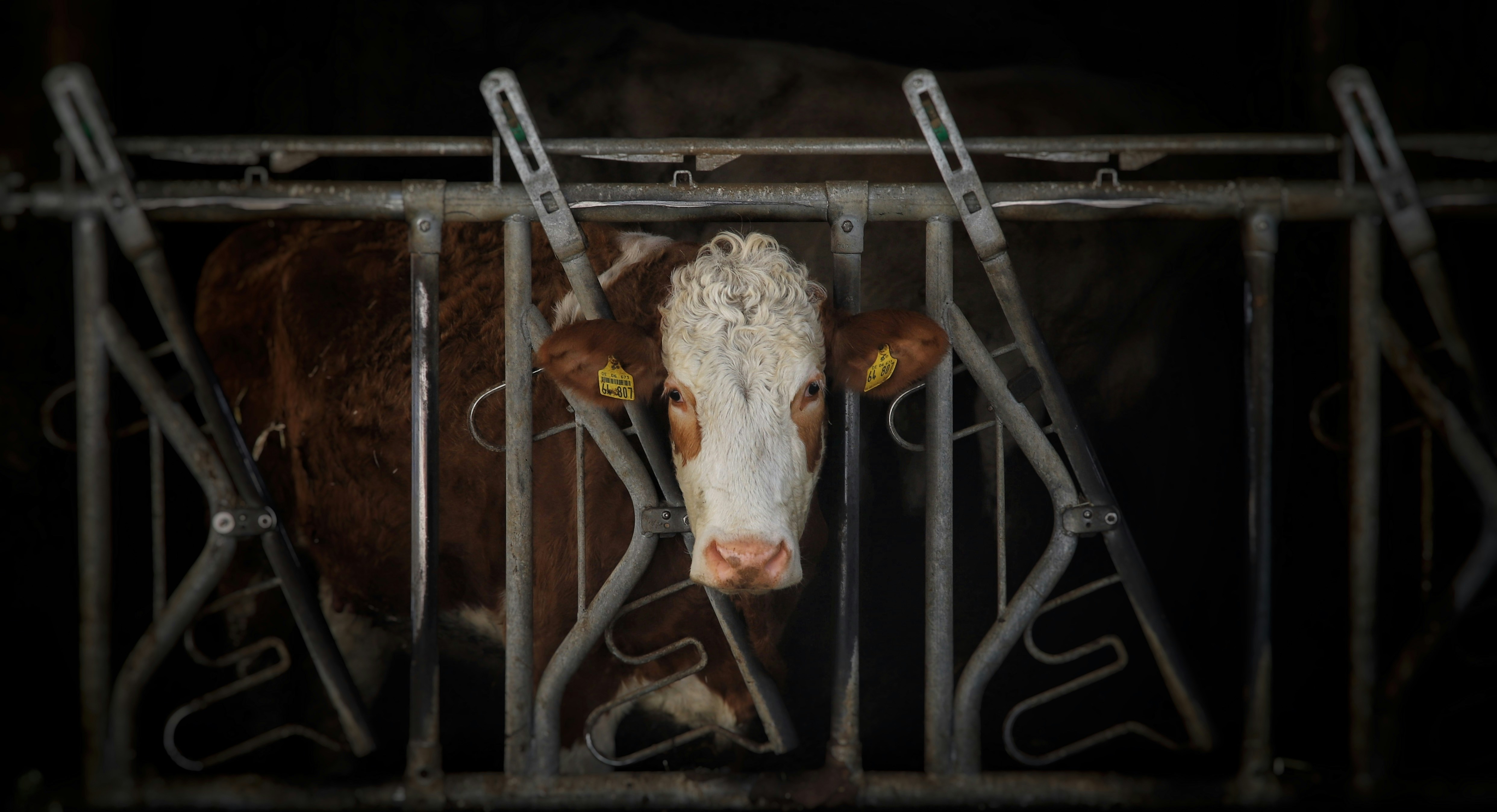 Through the Gate: A Cow Casts a Quiet Gaze from the Stall