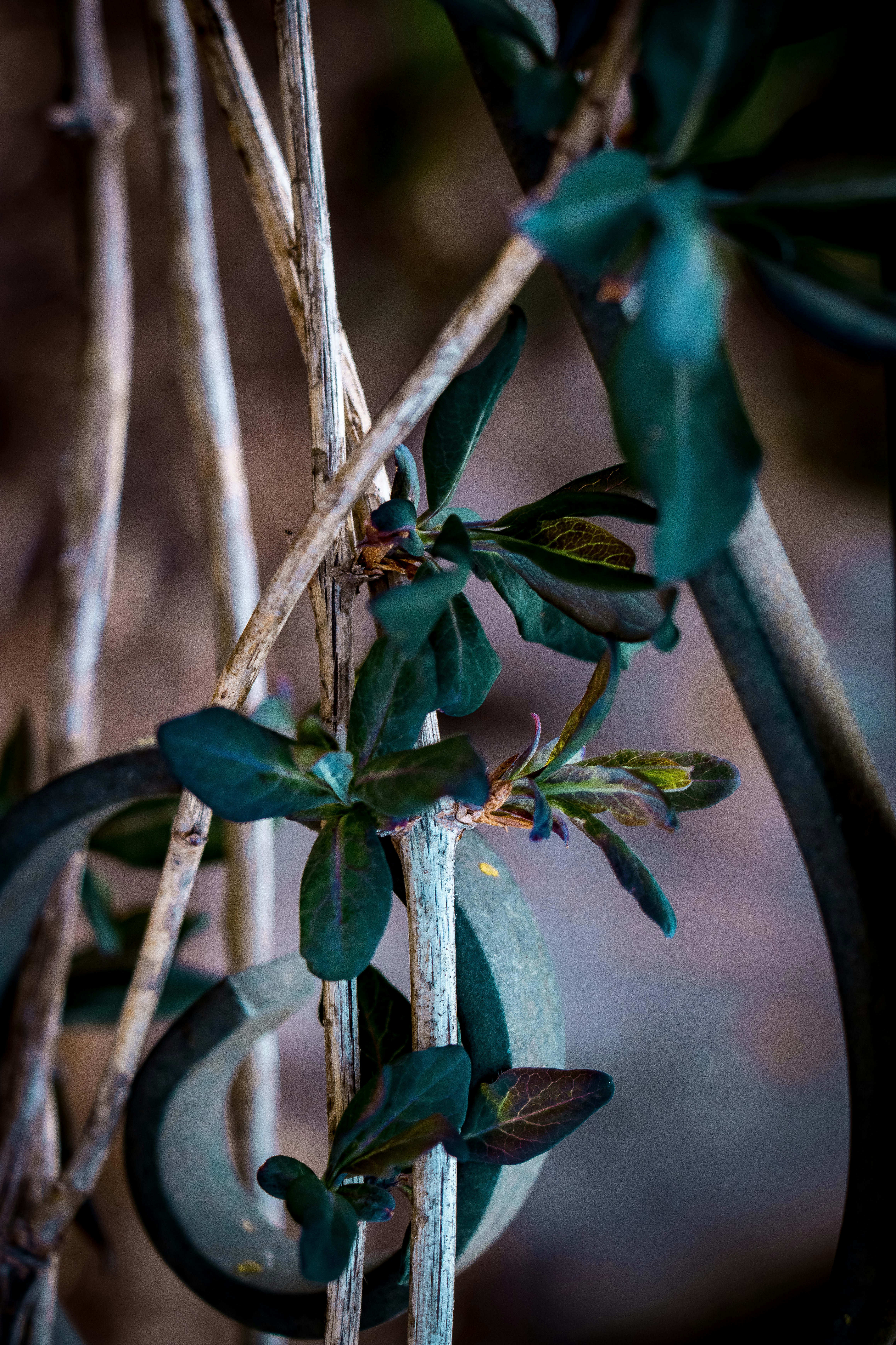 Nature's Embrace: The Intertwining of Flora and Structure