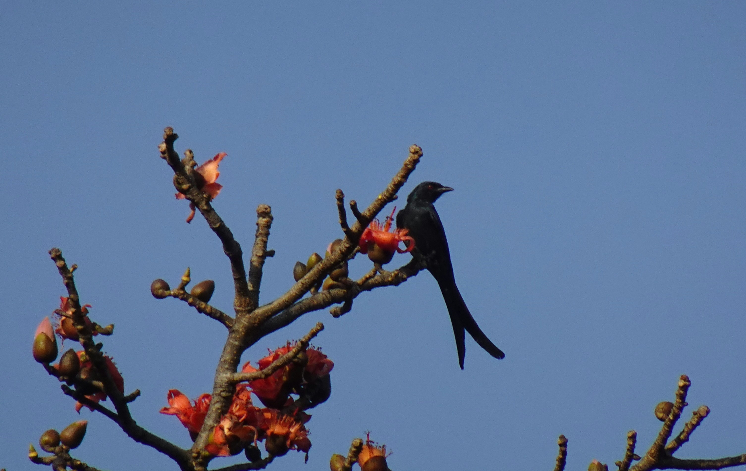 Un oiseau noir assis au sommet d’une branche d’arbre photo – Photo ...