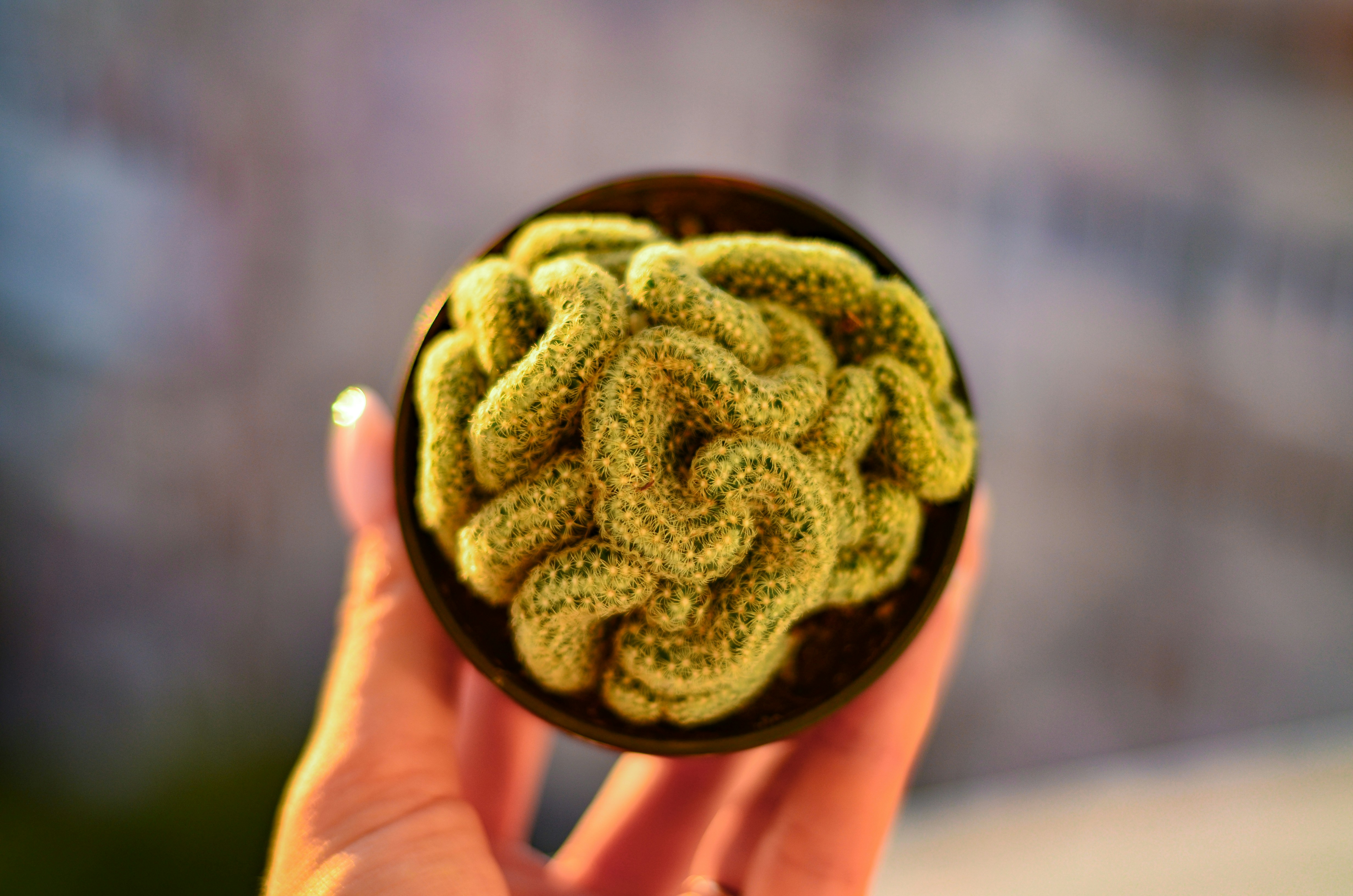 a hand holding a small bowl filled with green stuff