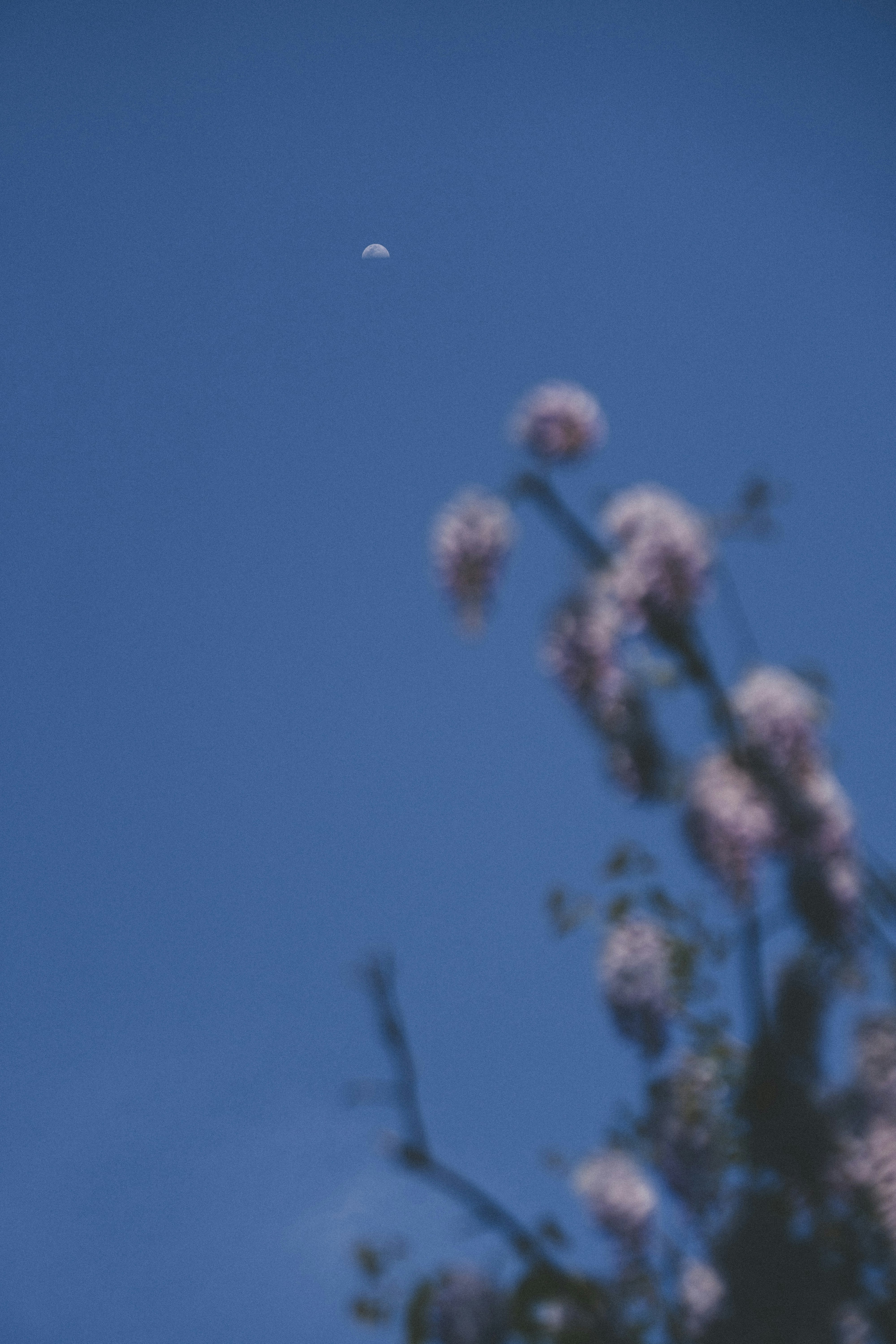 Moonlet Above a Blurred Pink Canopy in a Cobalt Sky