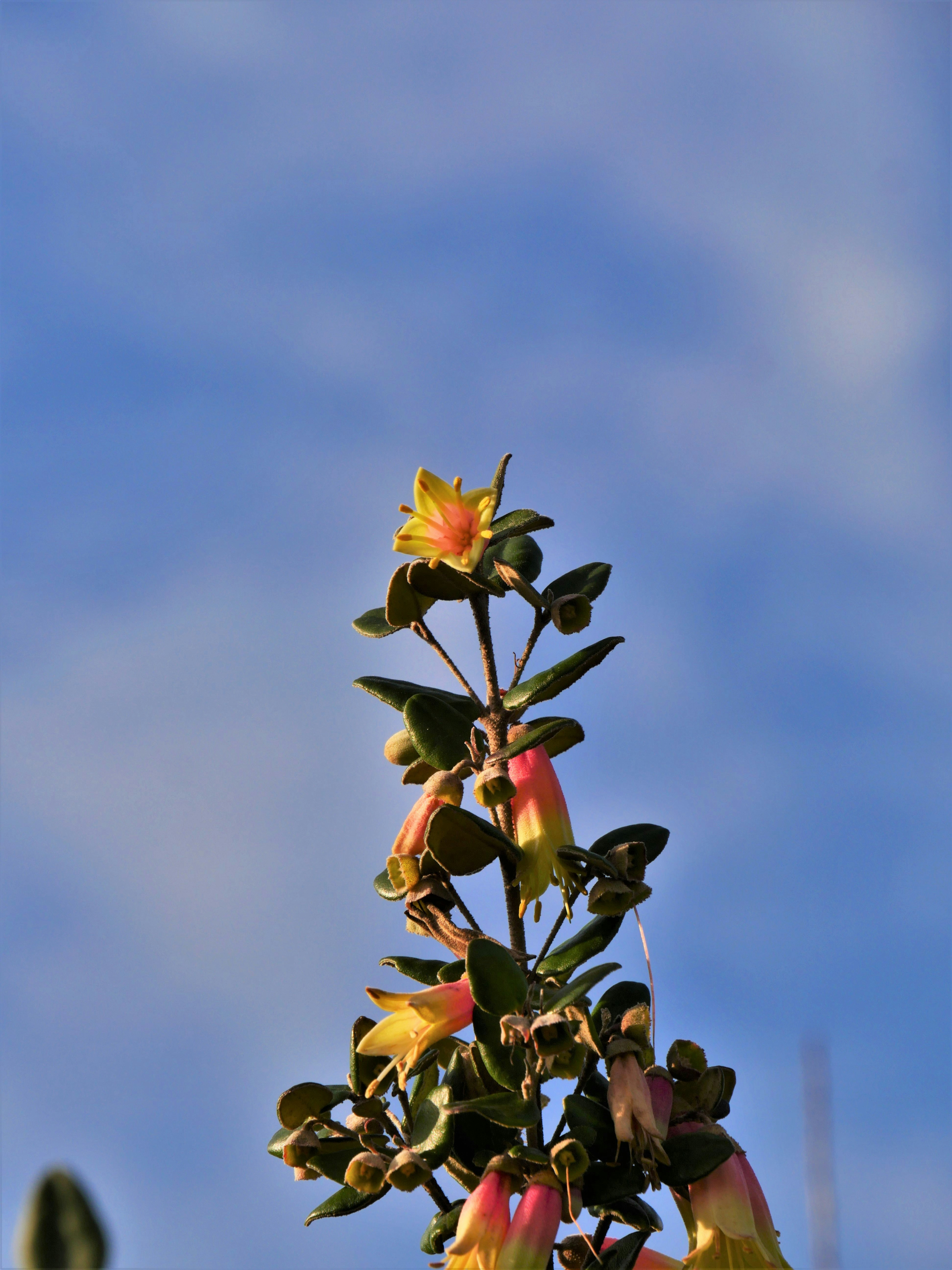A tall flowering plant with delicate pink and yellow blooms against a soft blue sky.