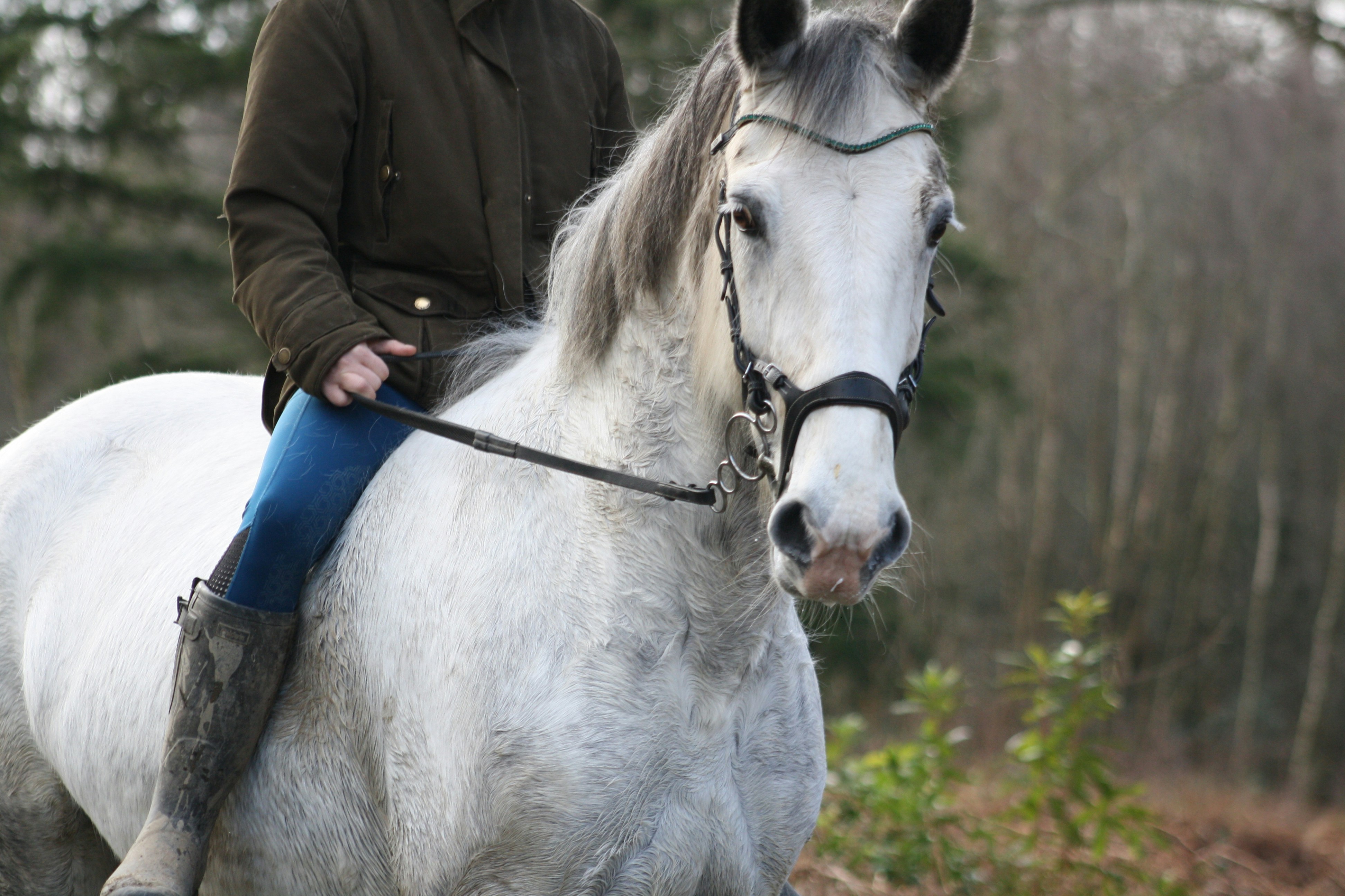 Un homme monté sur le dos d’un cheval blanc photo – Image gratuite de ...