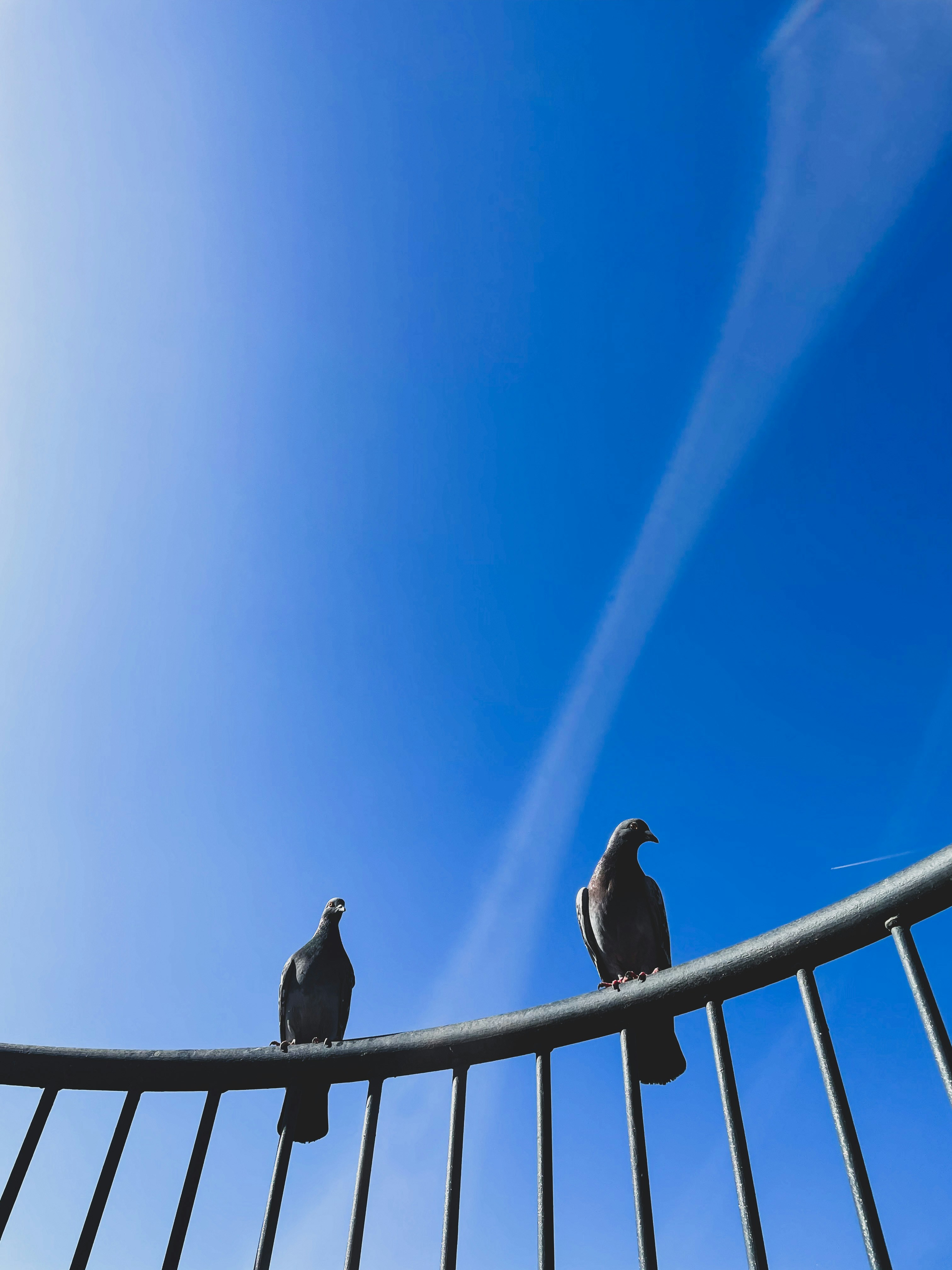 Two Doves on a Curved Railing under a Clear Blue Sky