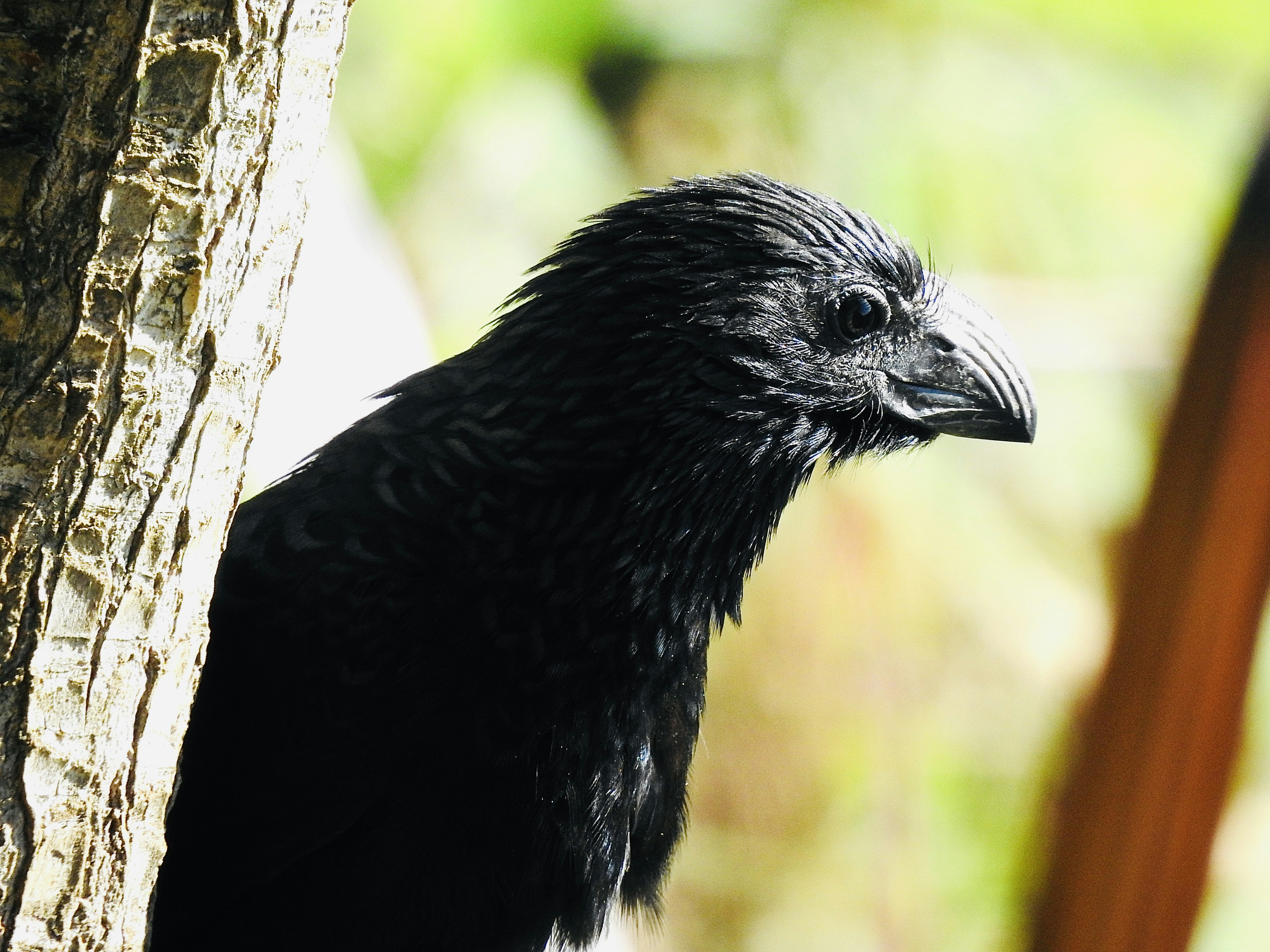 A raven peering from behind a tree, showcasing its glossy feathers and keen gaze. The interplay of light highlights its features.