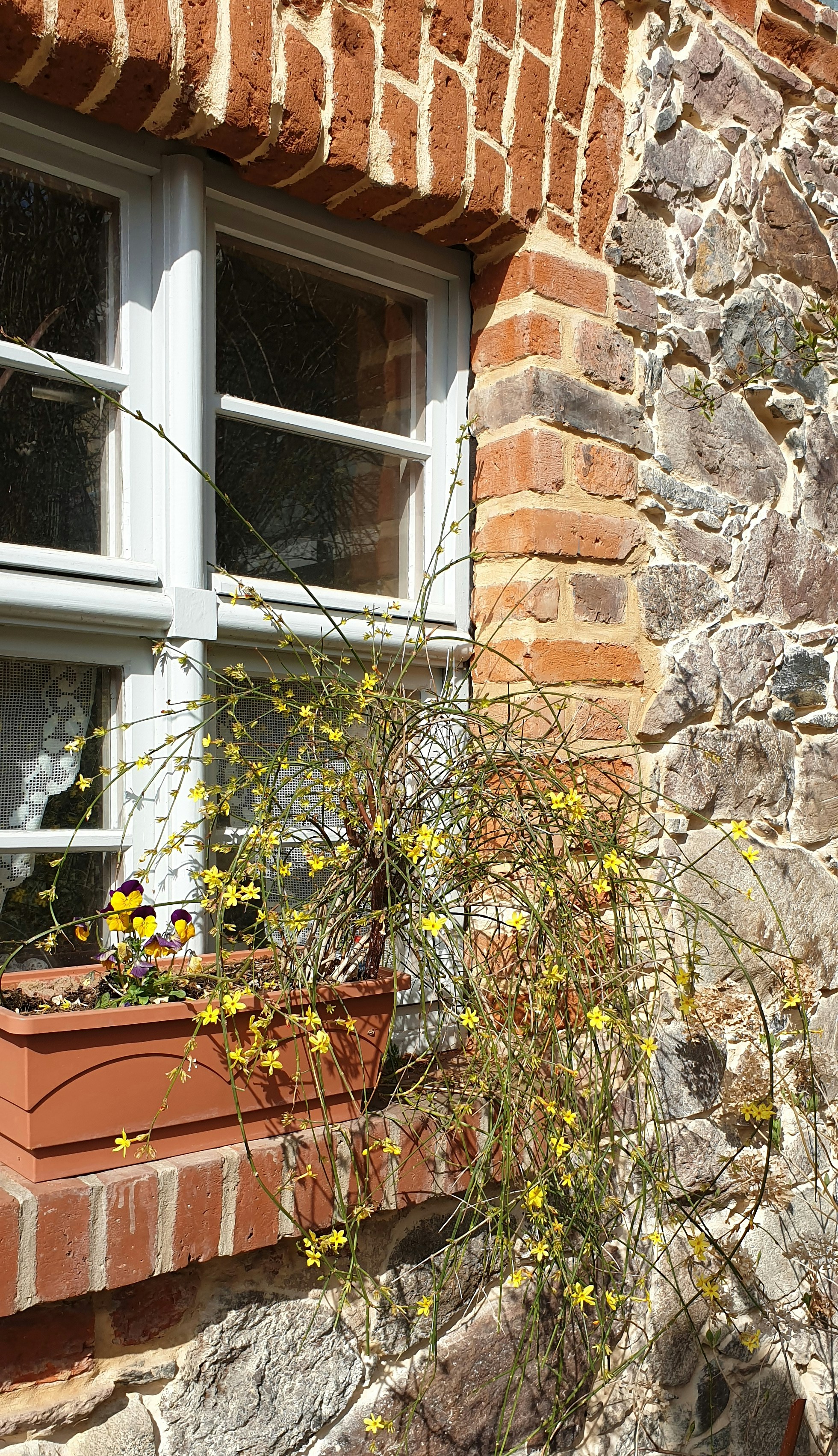 Vibrant yellow flowers cascade from a terracotta planter on a rustic stone wall, framed by a charming window. Sunlight highlights the textures of the brick and stone.