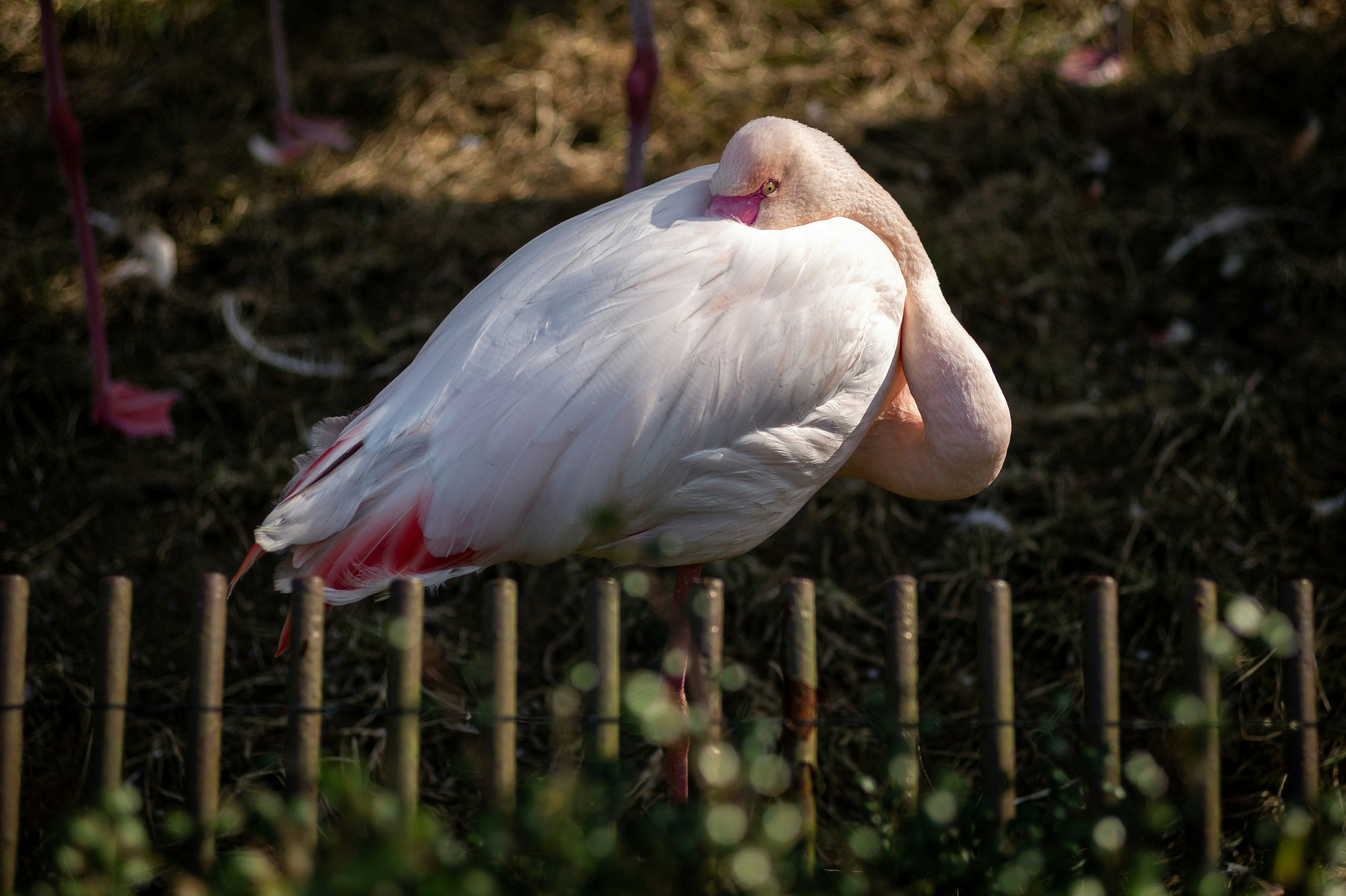 Pink-Feathered Pause by a Row of Wooden Stakes