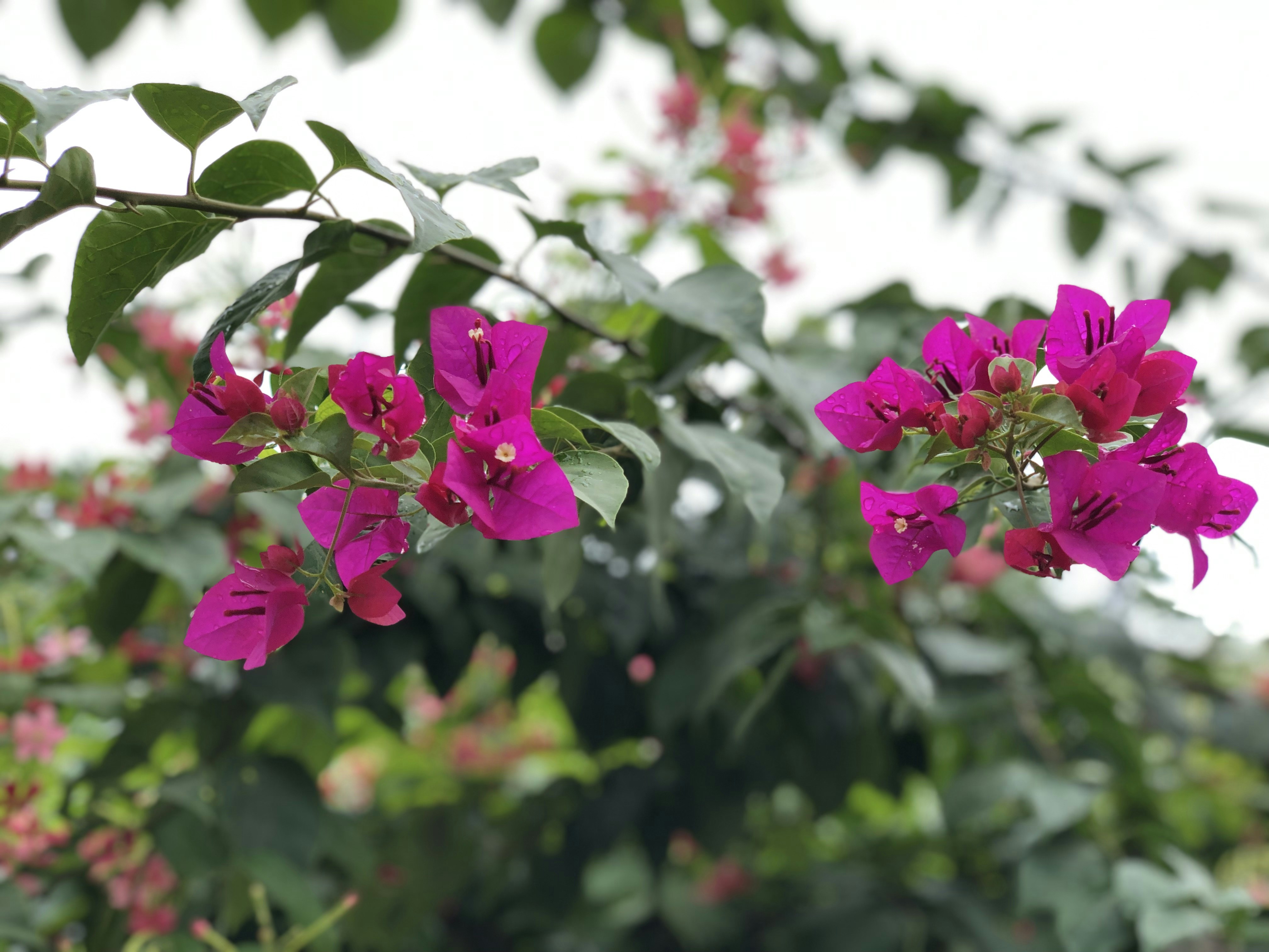 A bunch of pink flowers that are on a tree photo – Free Farrukhabad ...