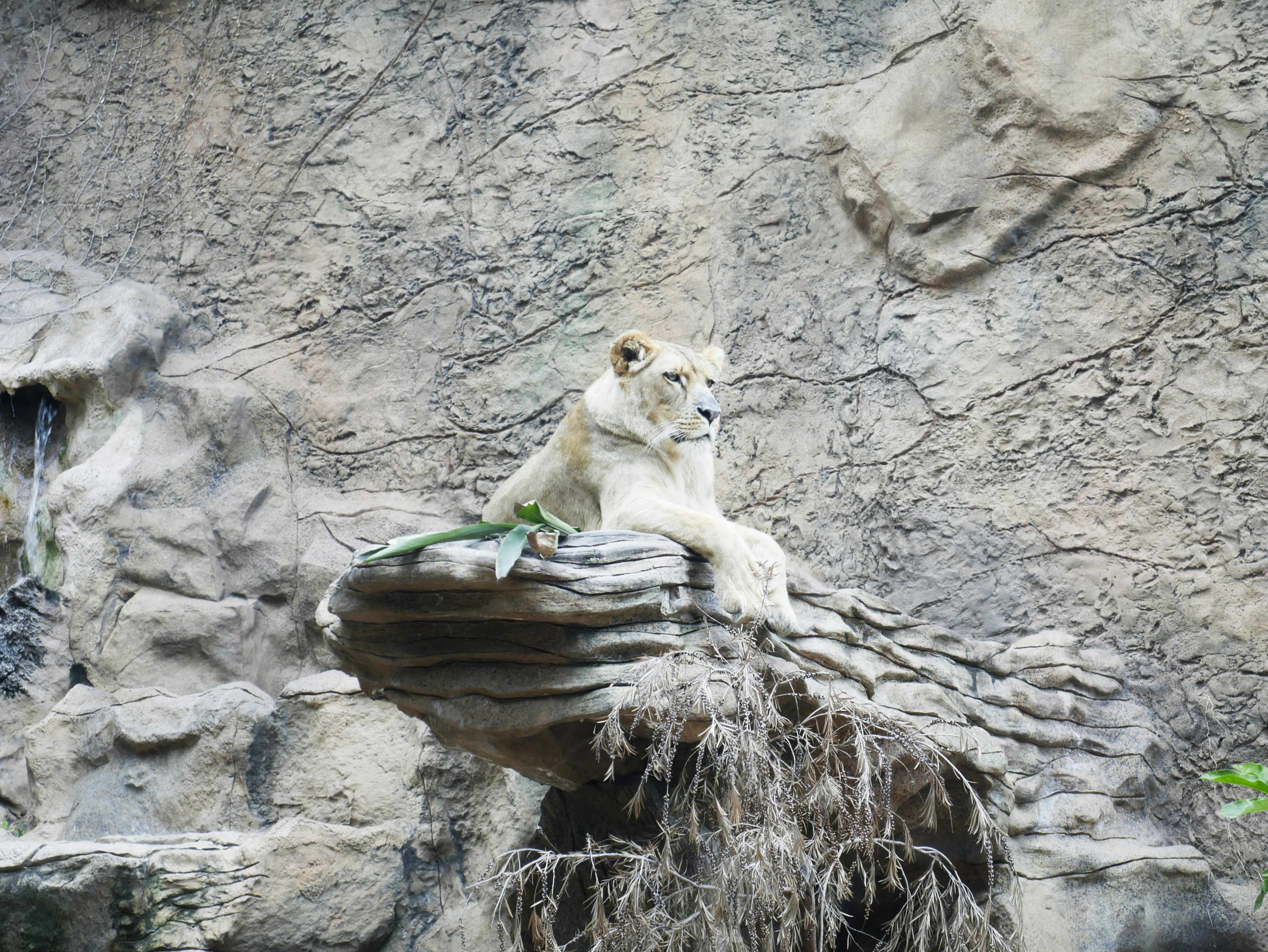 a white tiger laying on top of a rock