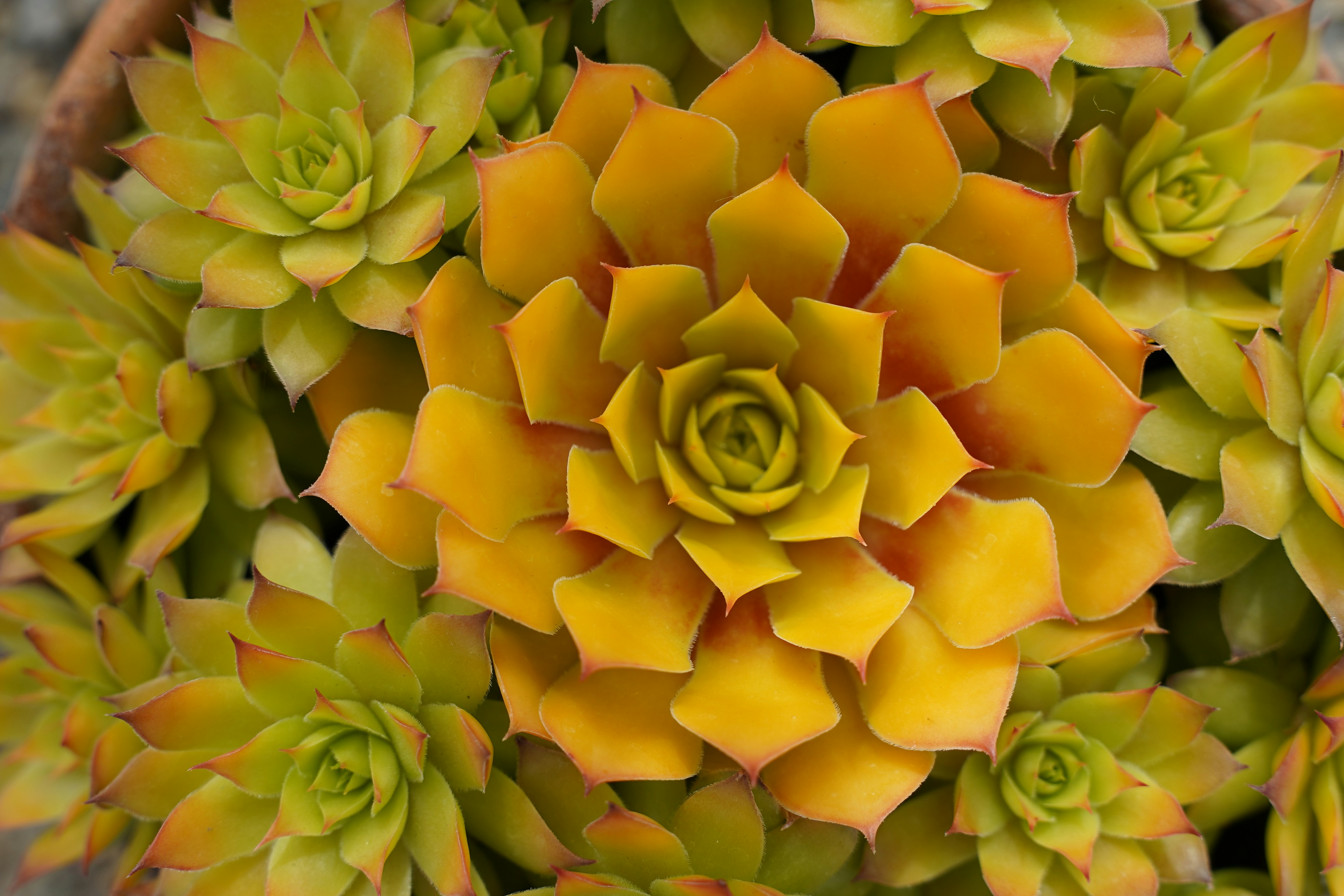Golden Rosette Garden: Succulent Symmetry in Bloom