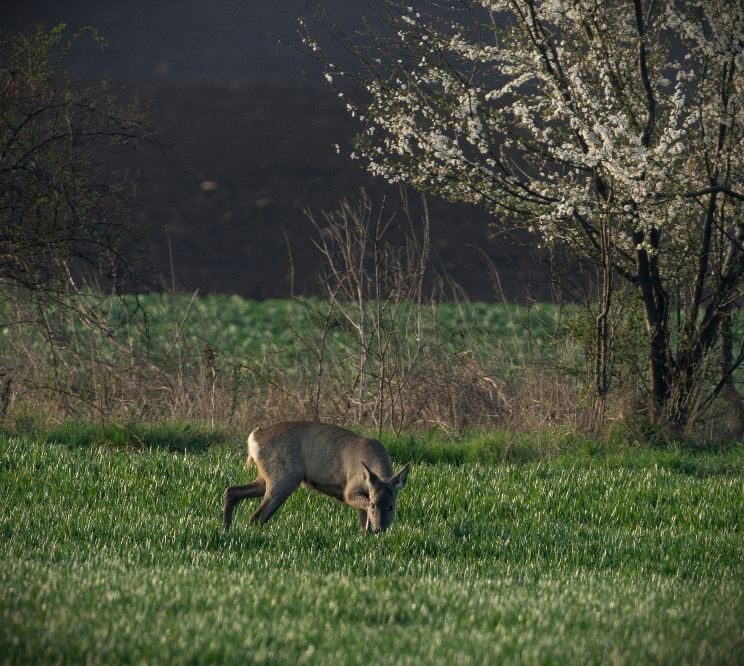 Pastoral Stroll: A lone deer grazing beneath blossoming trees