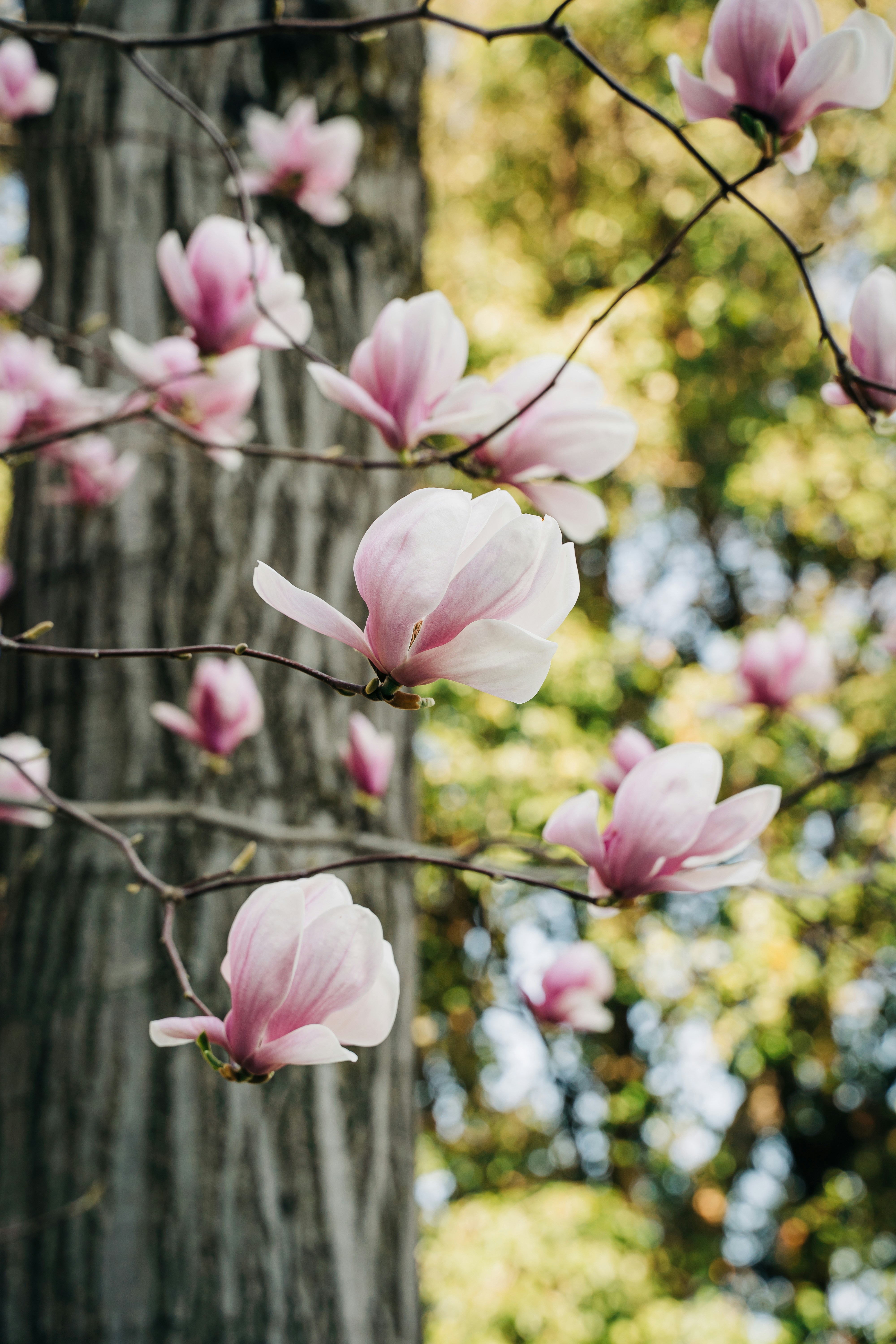 Fleurs roses qui fleurissent sur un arbre dans un parc photo – Image ...