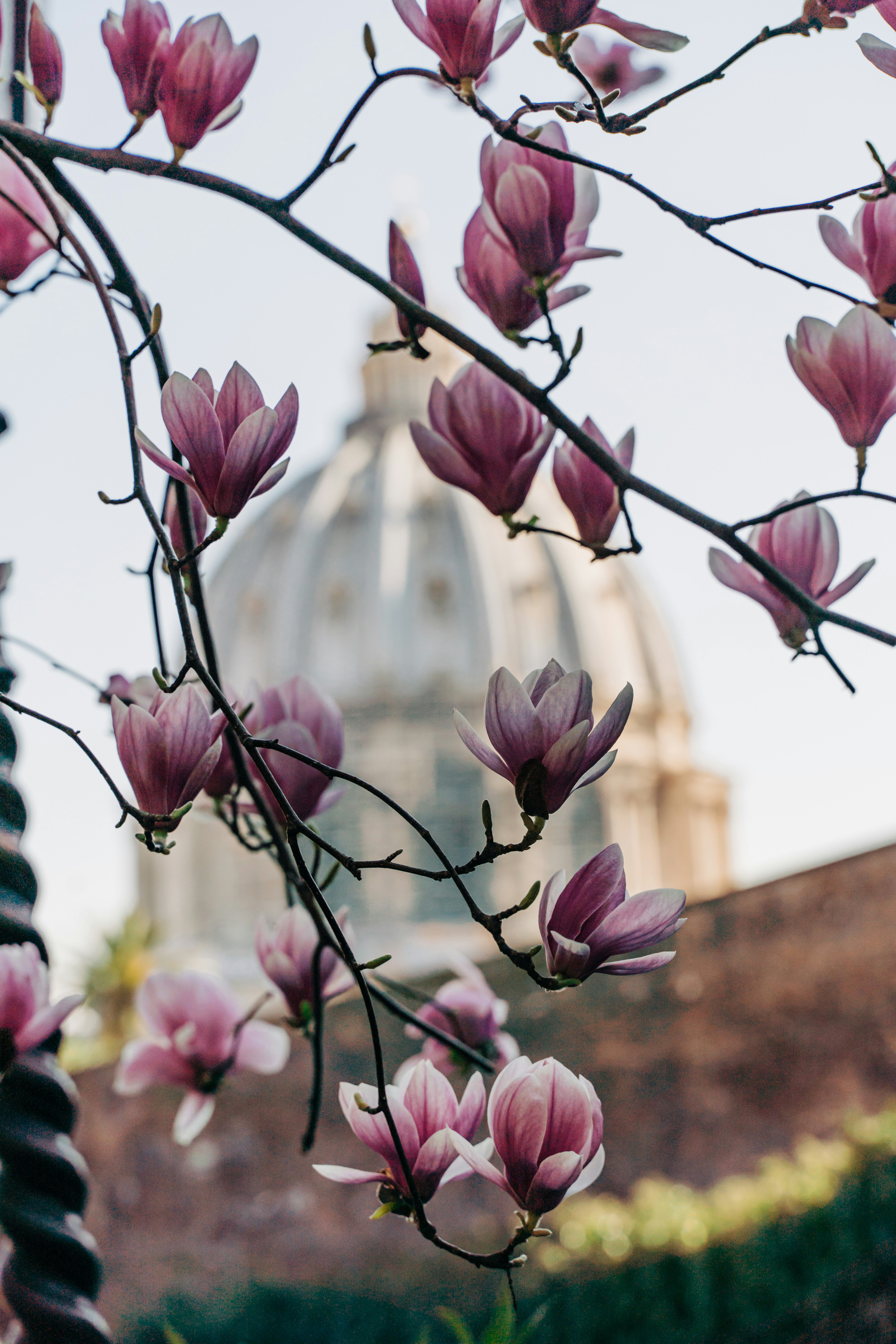 Blossoms Framing a Dome: Pink Magnolia Branches in Focus