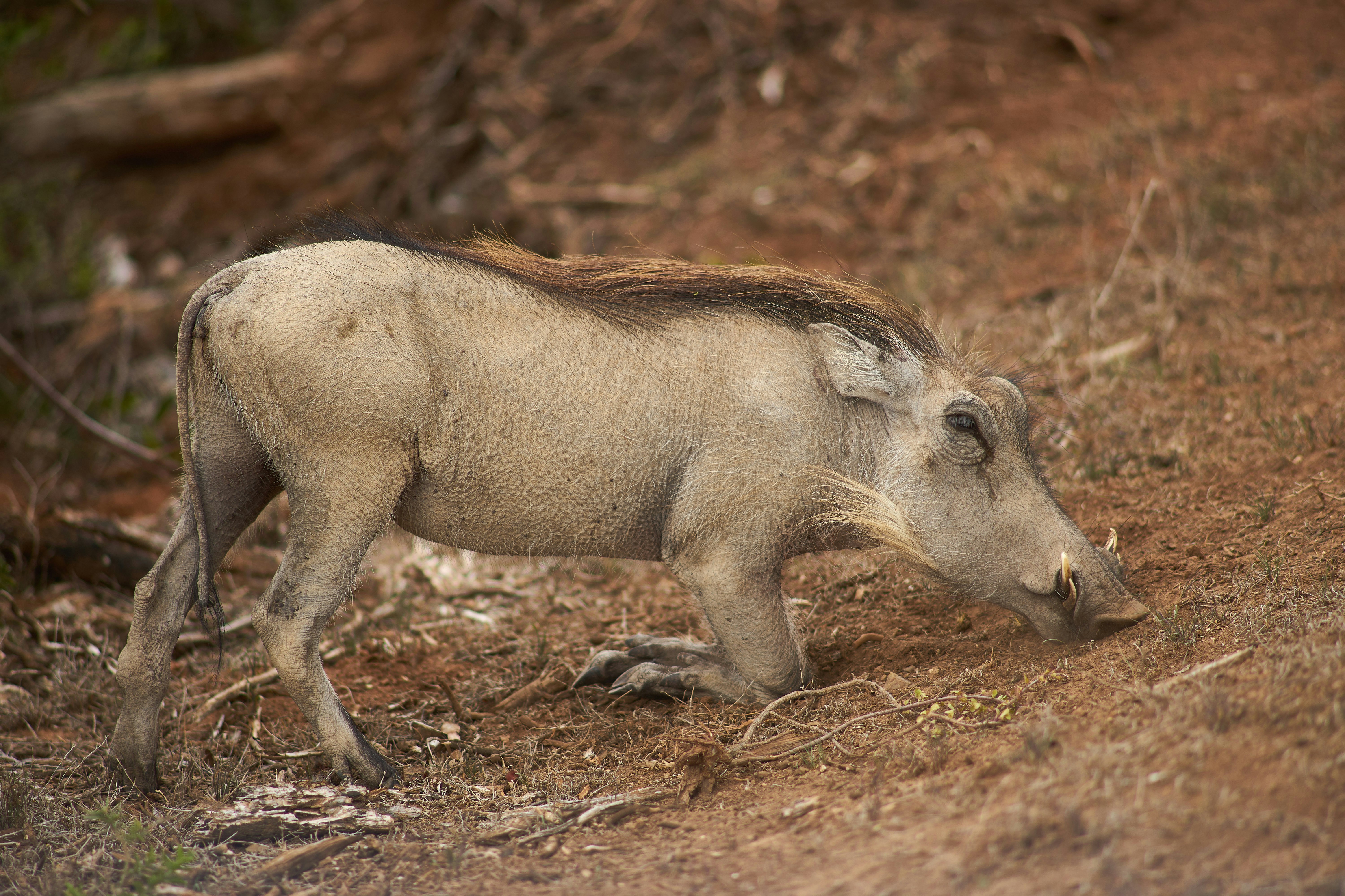 A warthog walking on the side of a dirt road photo – Free Brown Image ...