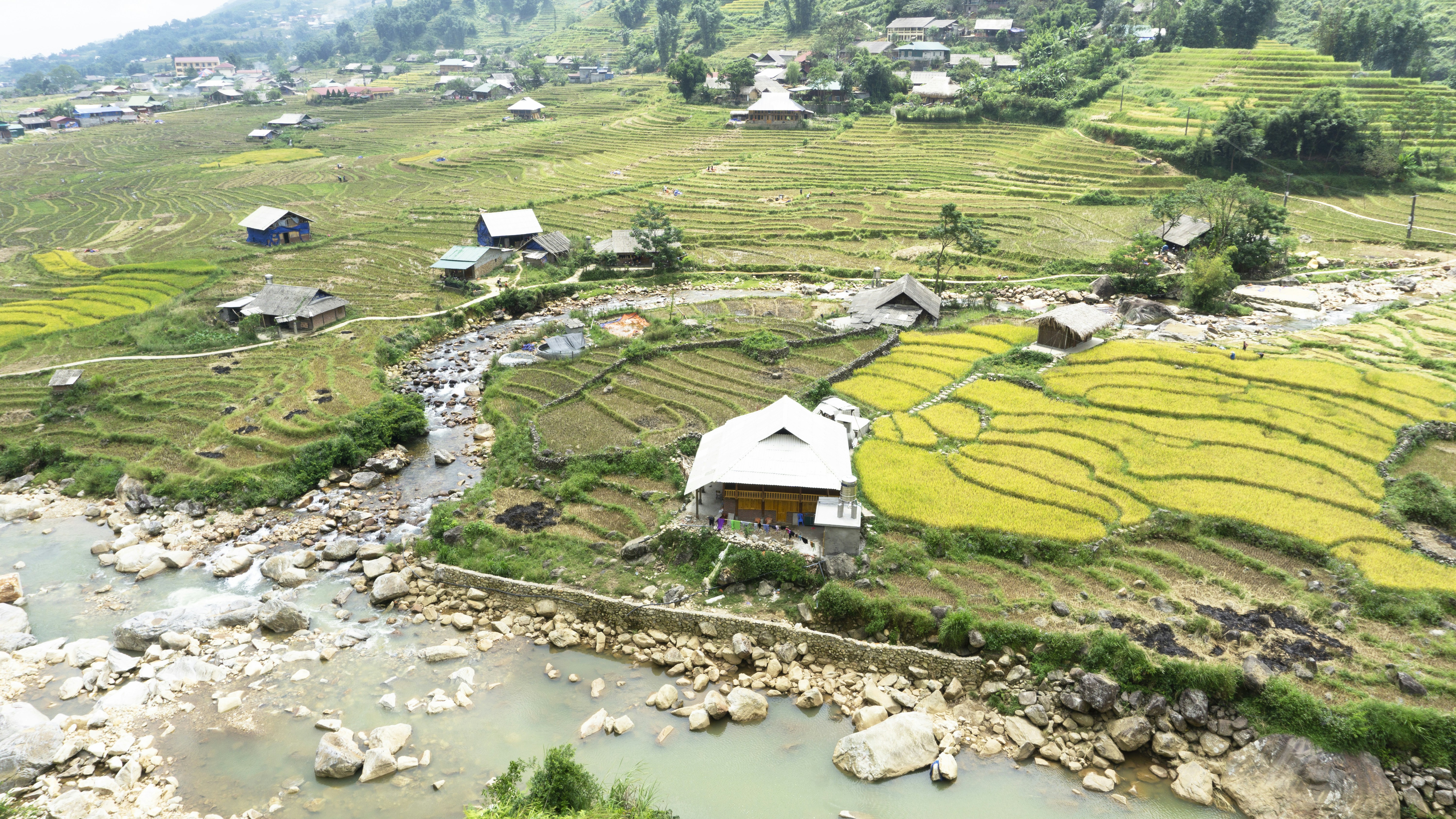An aerial view of a rice field with a river running through it photo ...