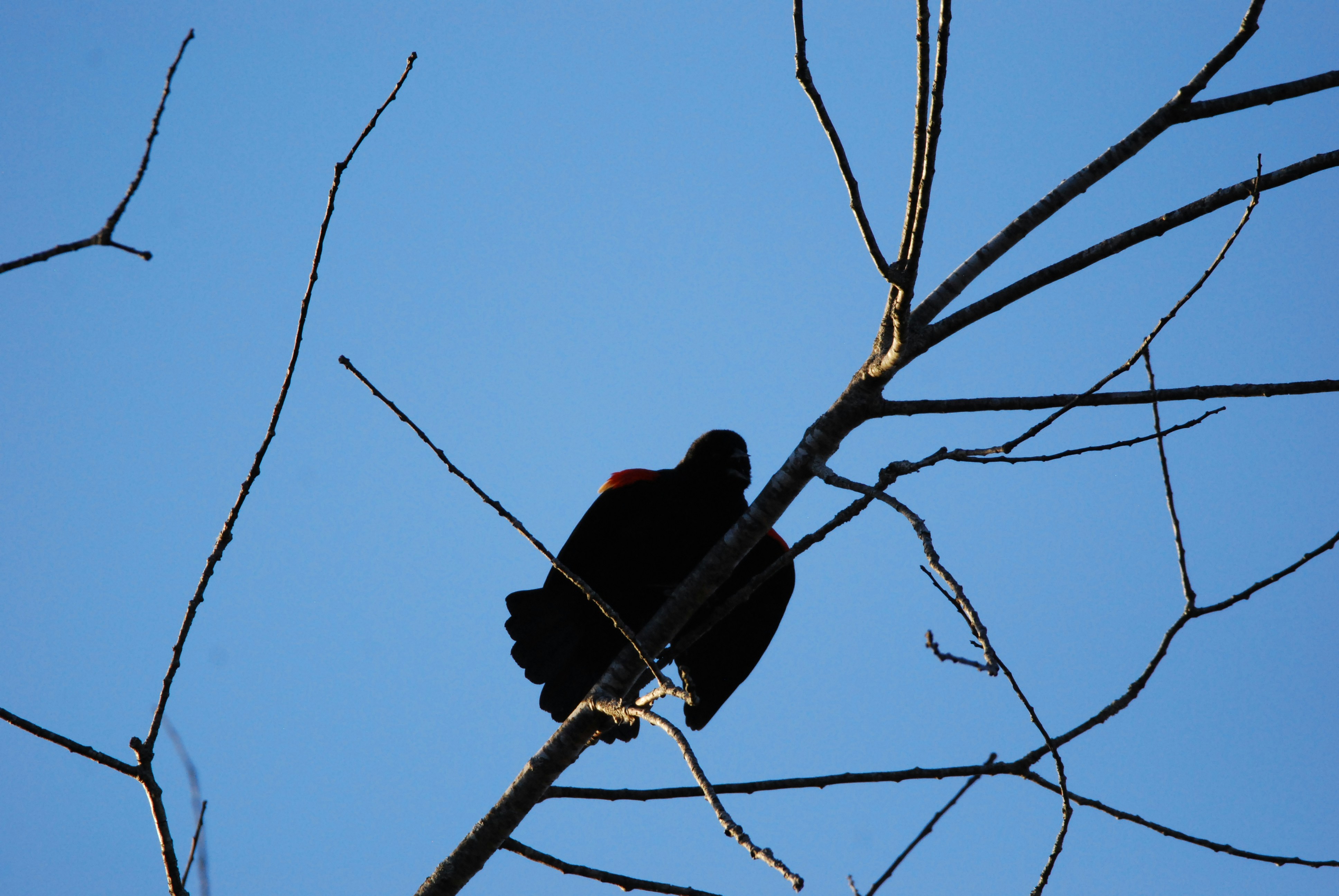 Un oiseau noir assis au sommet d’une branche d’arbre photo – Photo ...