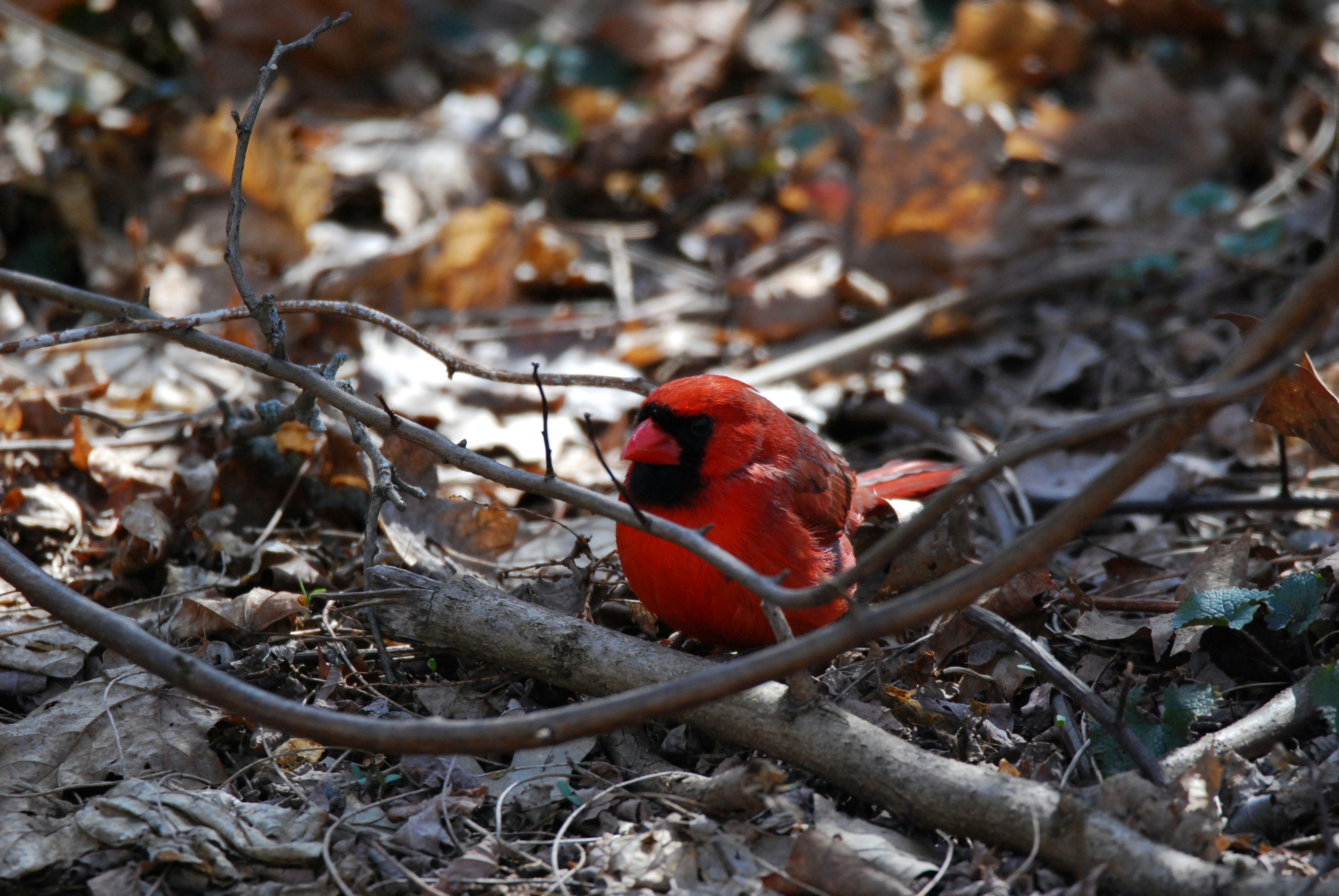 Crimson Cardinal Quietly Nestled in a Tangle of Autumn Twigs