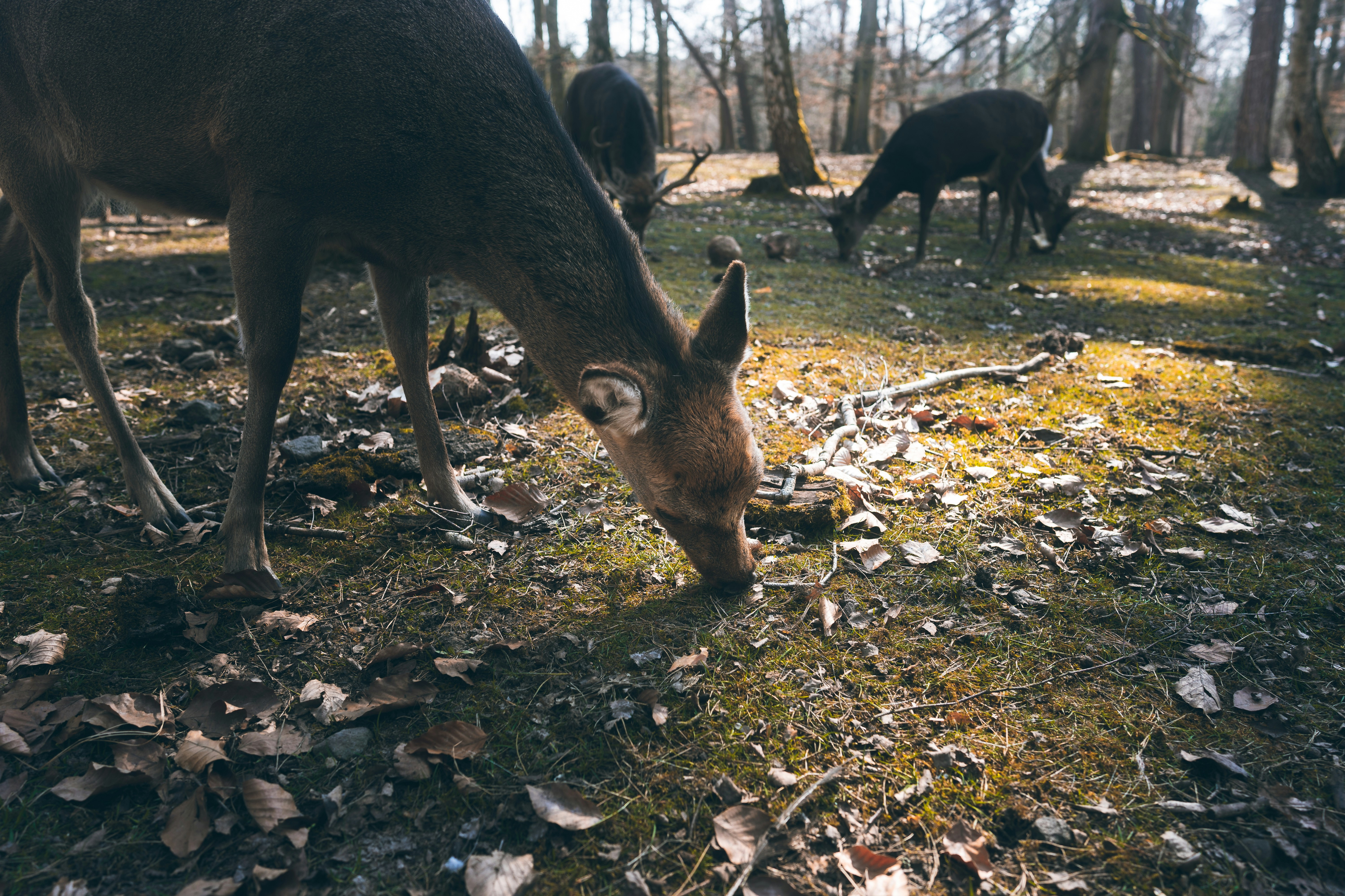 Amber Leaves and Grazing Quiet: Deer in a Sun-Warmed Forest