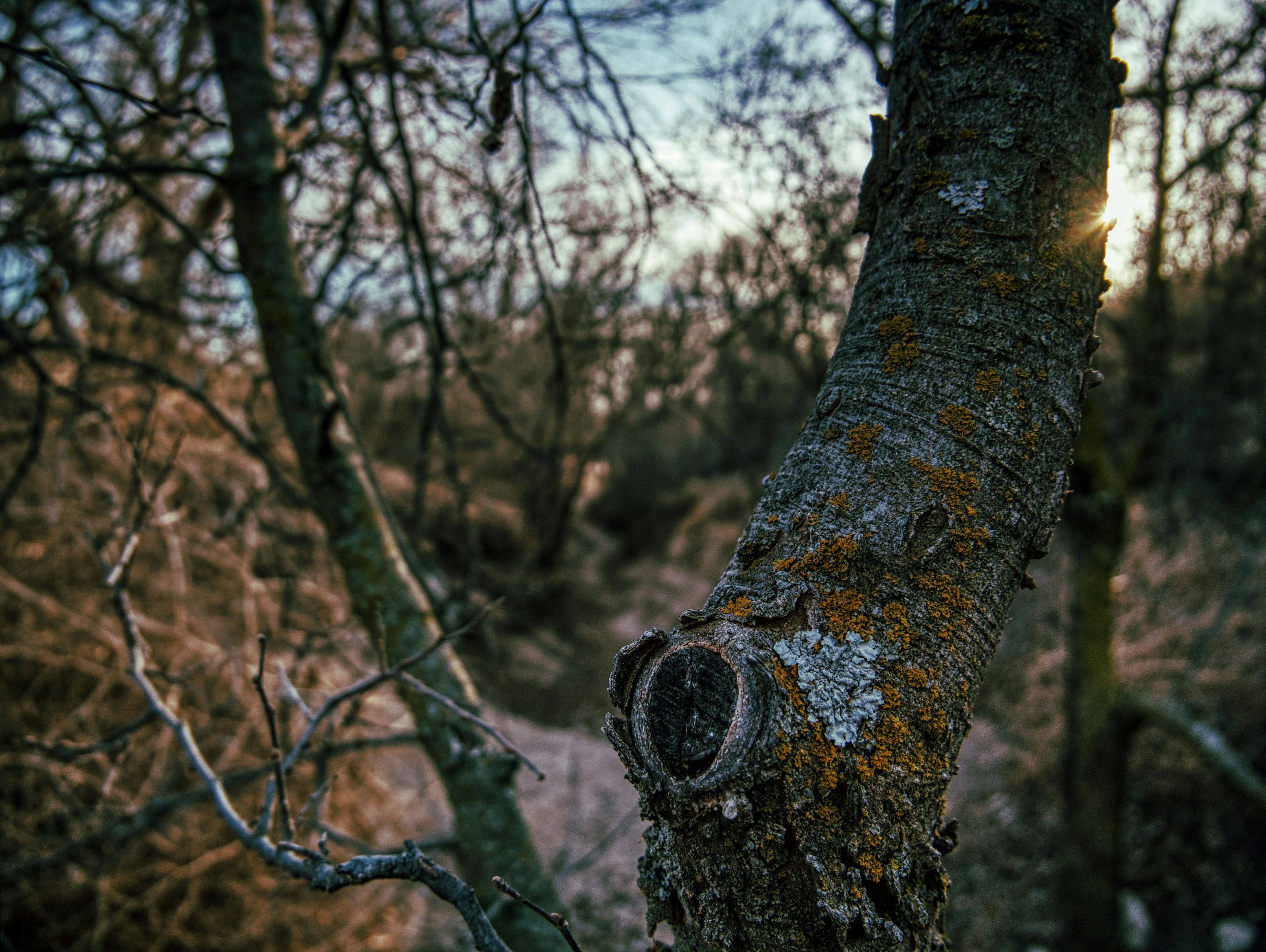 Tree trunk with a circular hole surrounded by textured bark, set against a backdrop of intertwined branches at dusk.