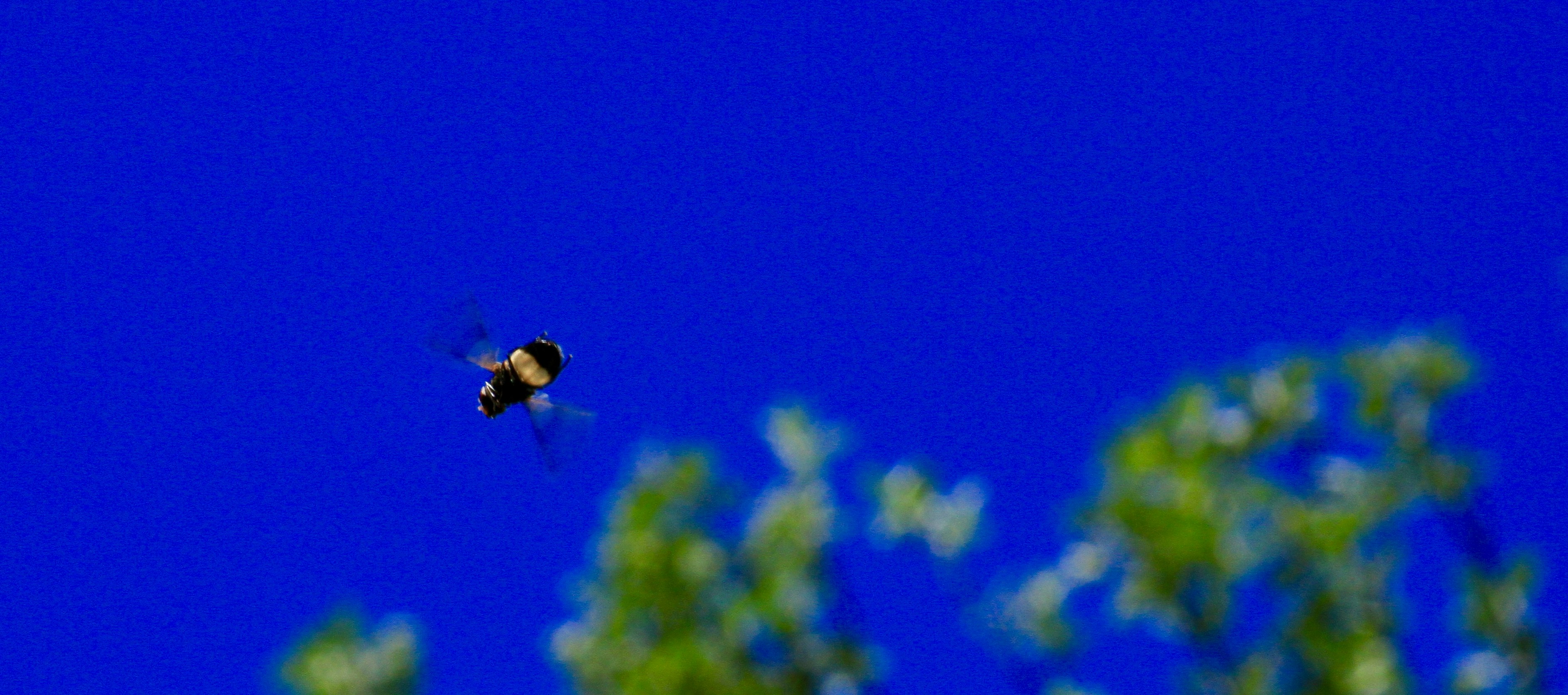 Cobalt Sky, A Tiny Wingbeat: A Bird in Flight Above Blur