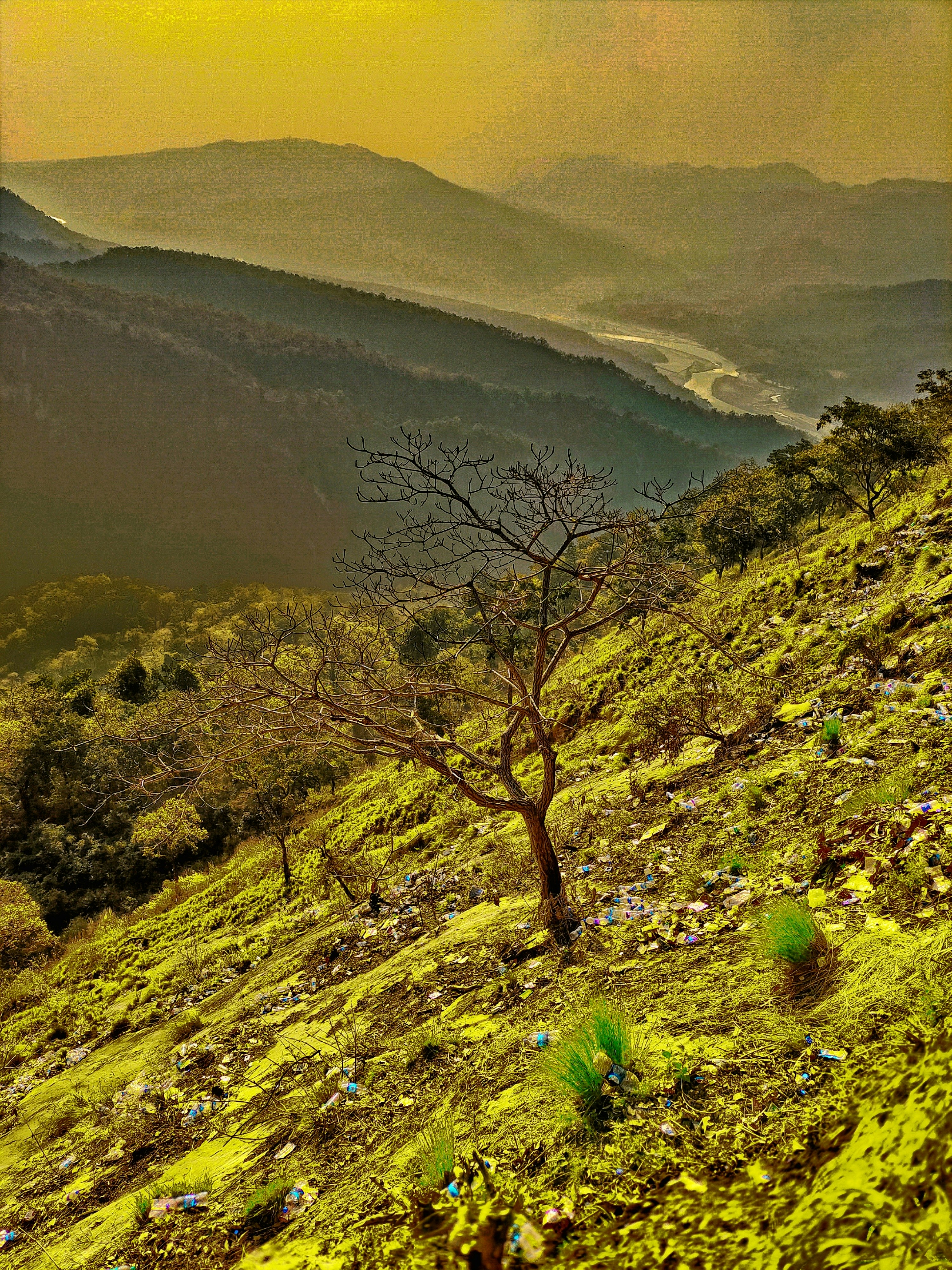 A solitary tree stands on a verdant hillside, overlooking a winding river and distant mountains under a hazy sky. The landscape is dotted with patches of colorful flora.